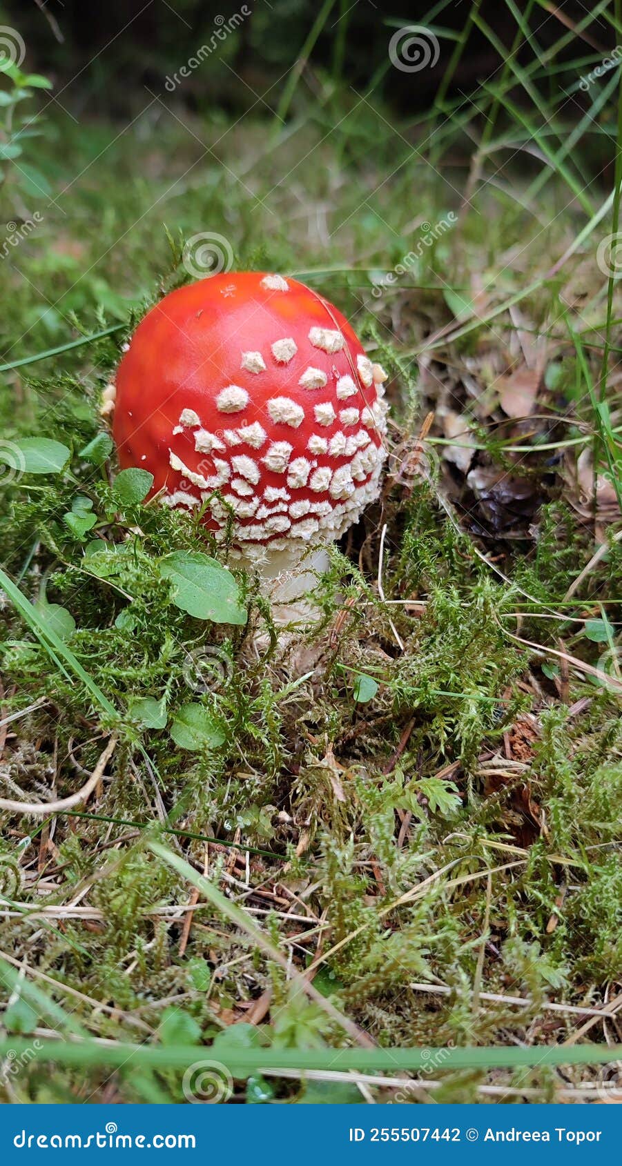 Ciuperca foto de archivo. Imagen de plantas, seta, cubo - 255507442