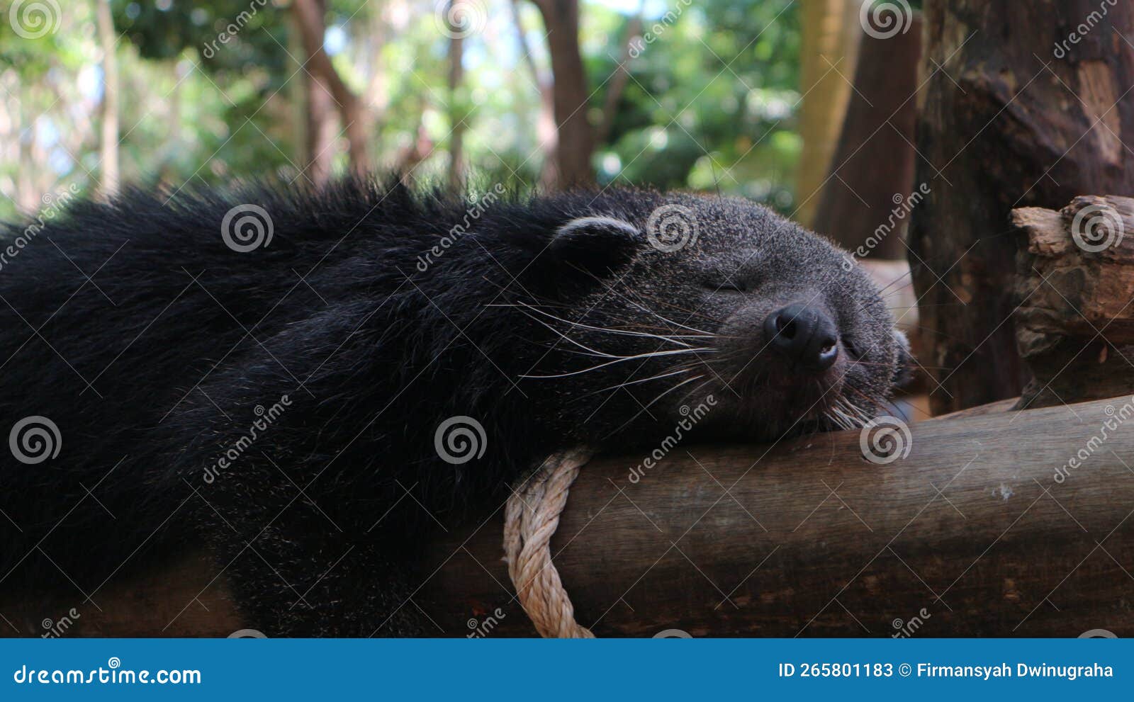 A Civet Sleeping on a Tree at the Lombok Zoo Editorial Stock Photo ...