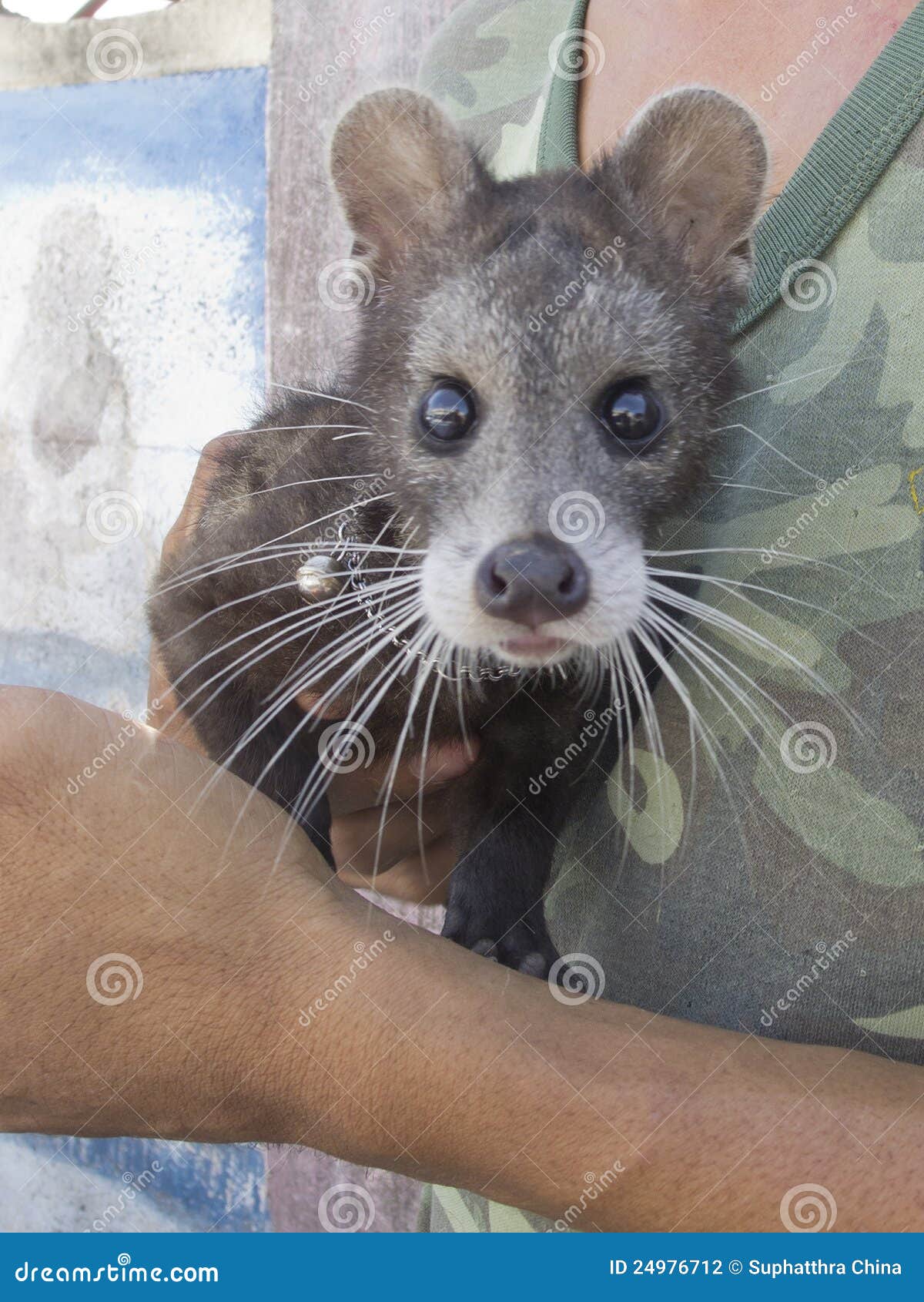 Civeta Luwak foto de archivo. Imagen de animal, tenencia - 24976712