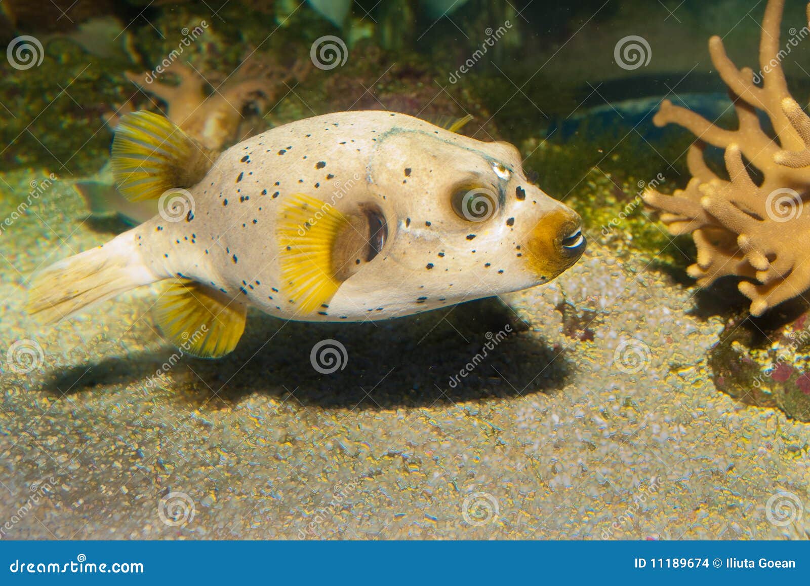 Ck Spotted or Dog Faced Puffer Fish Stock Photo - Image of tank ...