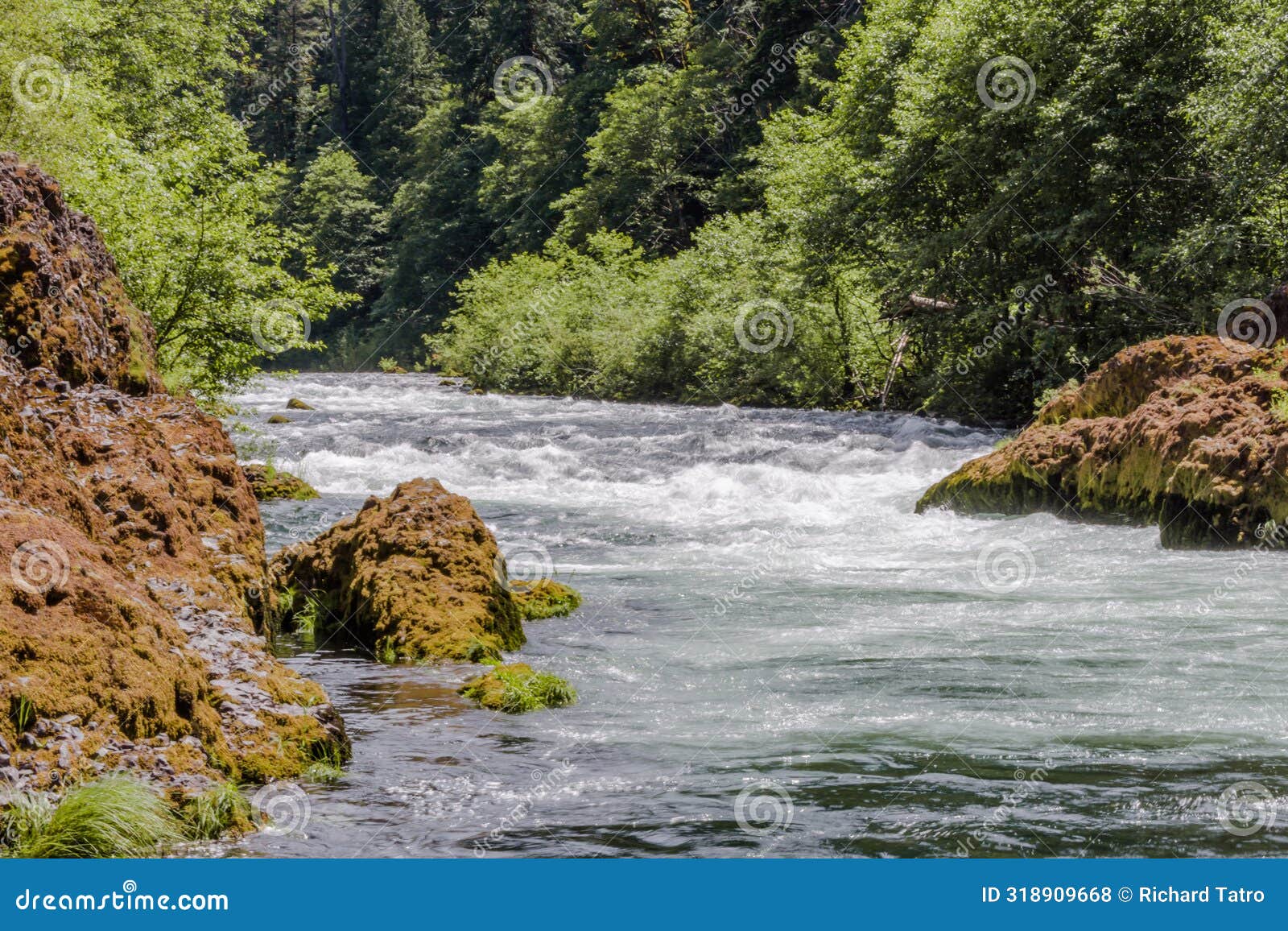 Clackamas River Flowing through MT Hood National Forest in Oregon, USA ...