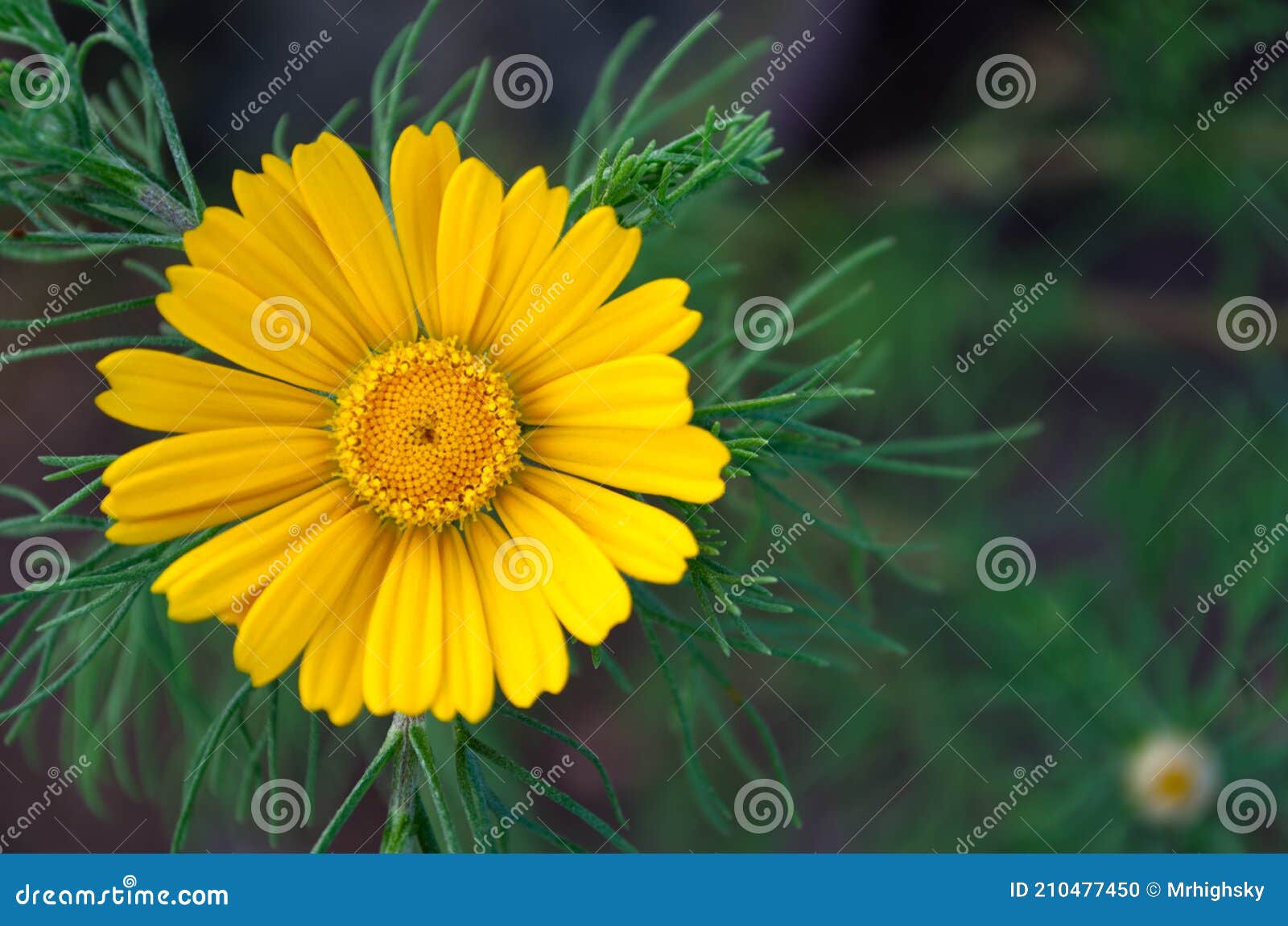 Cladanthus Arabicus Stock Photos - Free & Royalty-Free Stock Photos ...