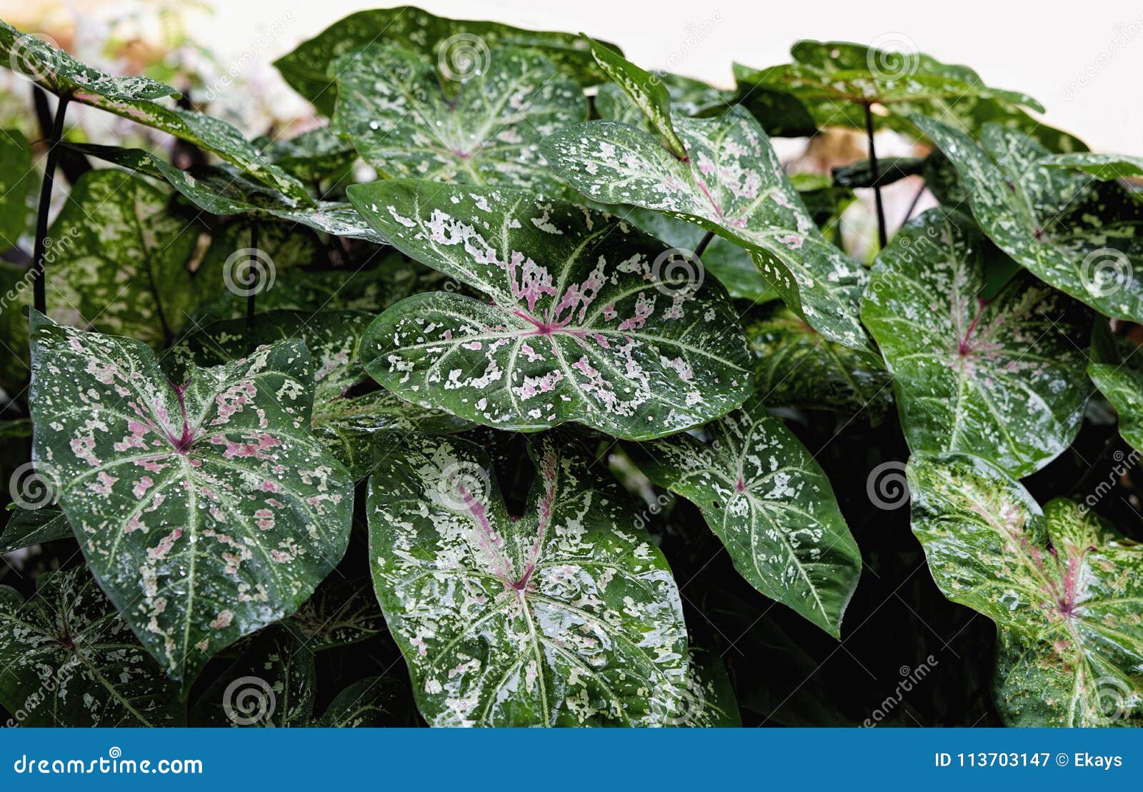 Cladium leaf in garden stock image. Image of plant, tropical - 113703147