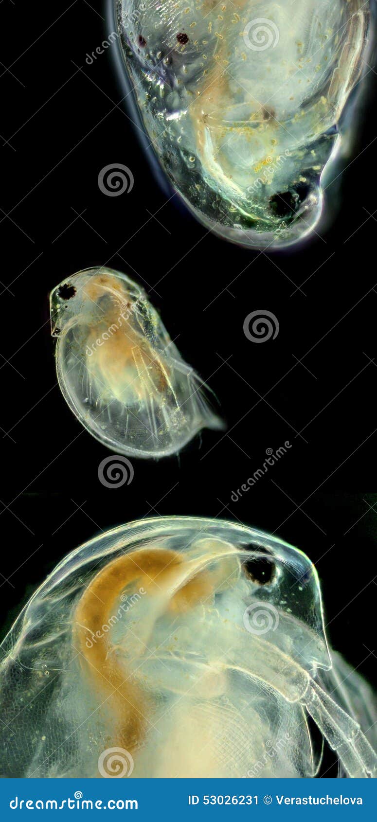 Cladocera - daphnia stock image. Image of magnification - 53026231