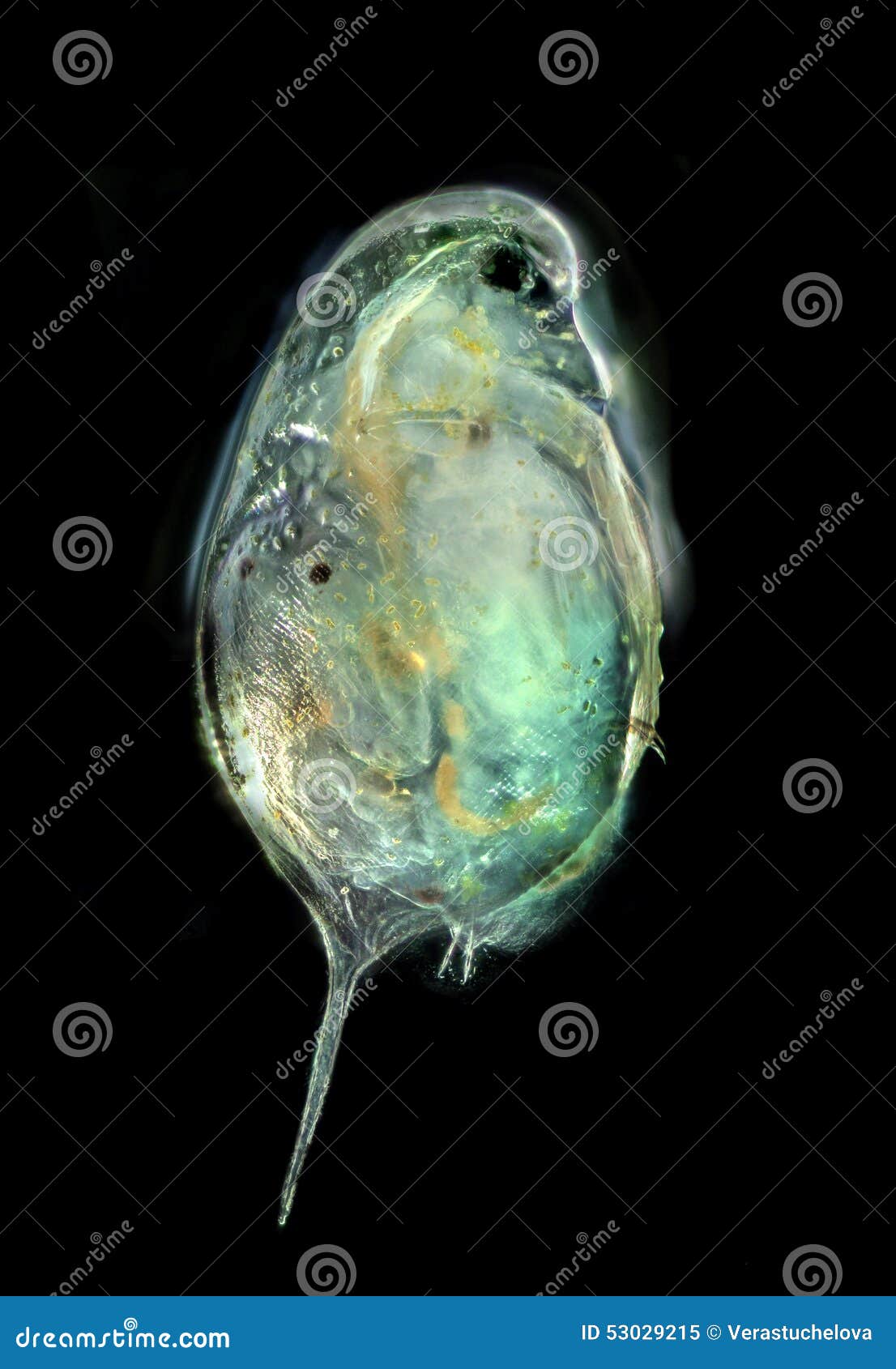 Cladocera - daphnia stock image. Image of cladocera, macro - 53029215