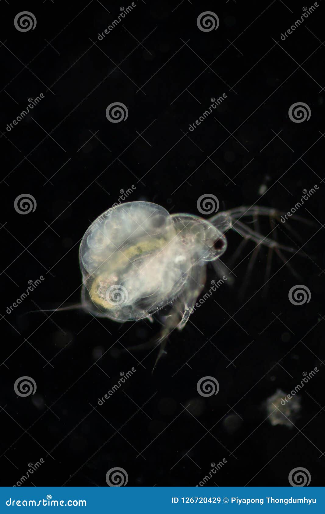 The Cladocera are an Order of Small Crustaceans Commonly Called Water ...
