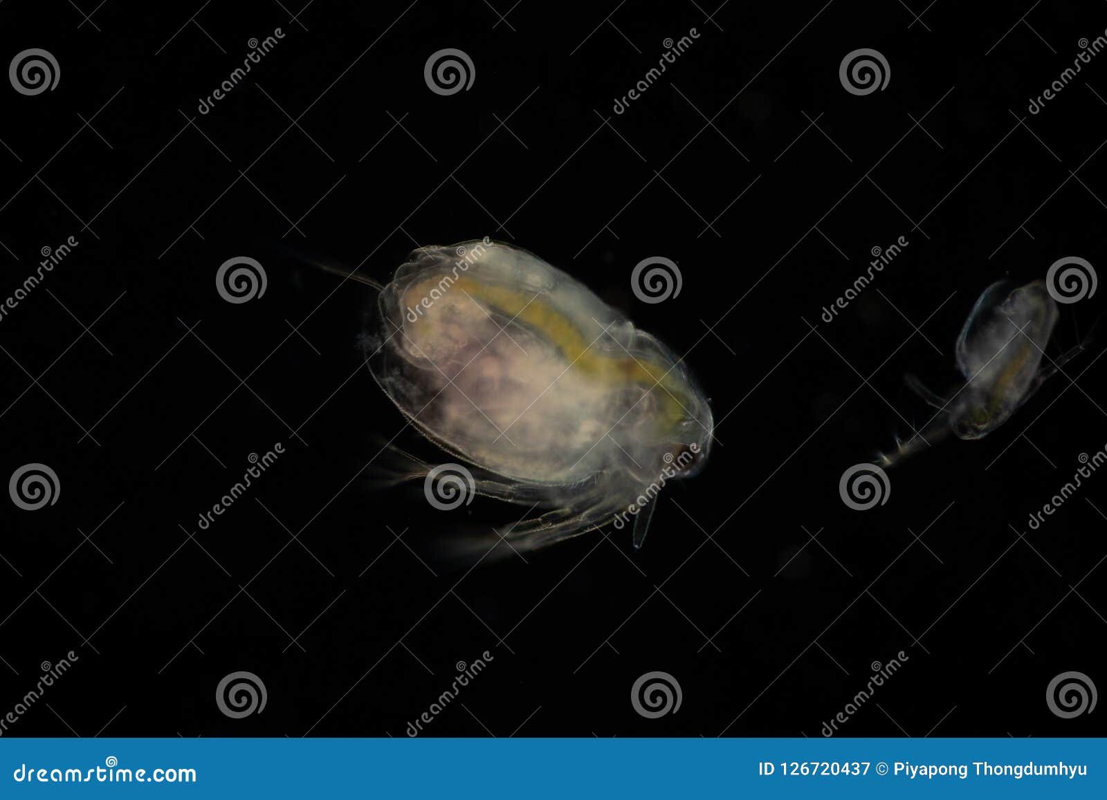 The Cladocera are an Order of Small Crustaceans Commonly Called Water ...