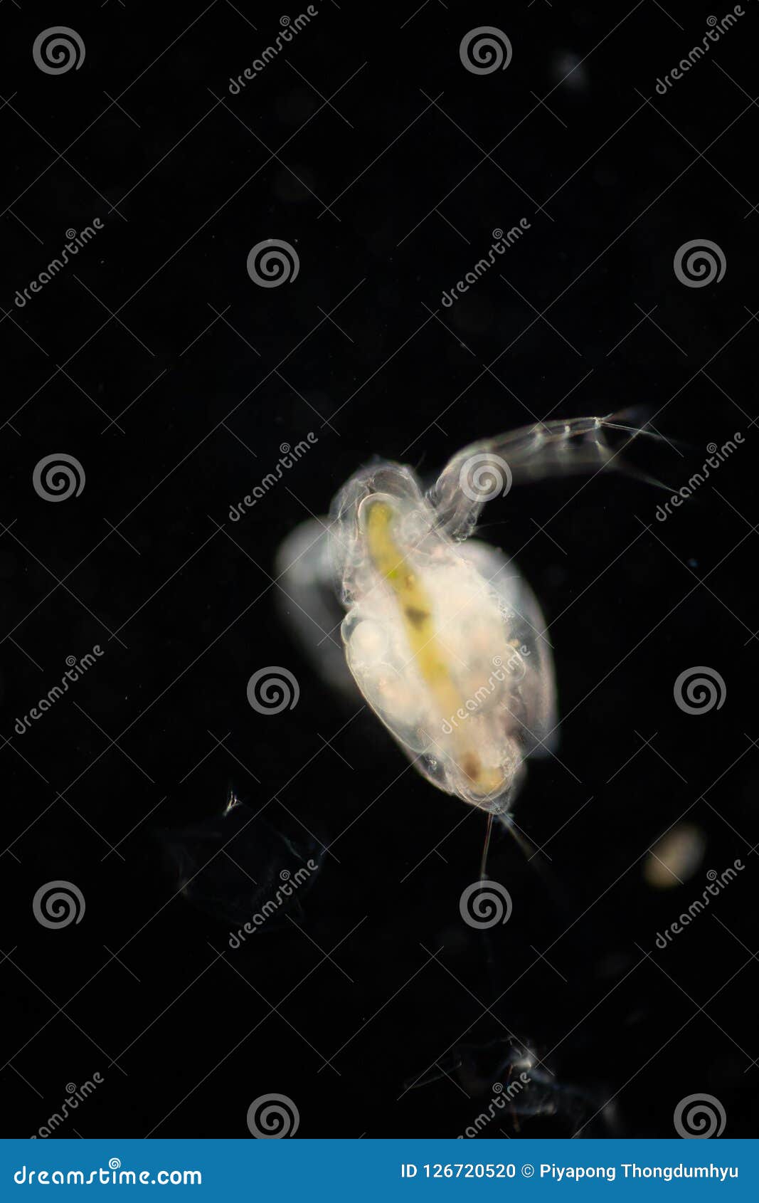 The Cladocera are an Order of Small Crustaceans Commonly Called Water ...