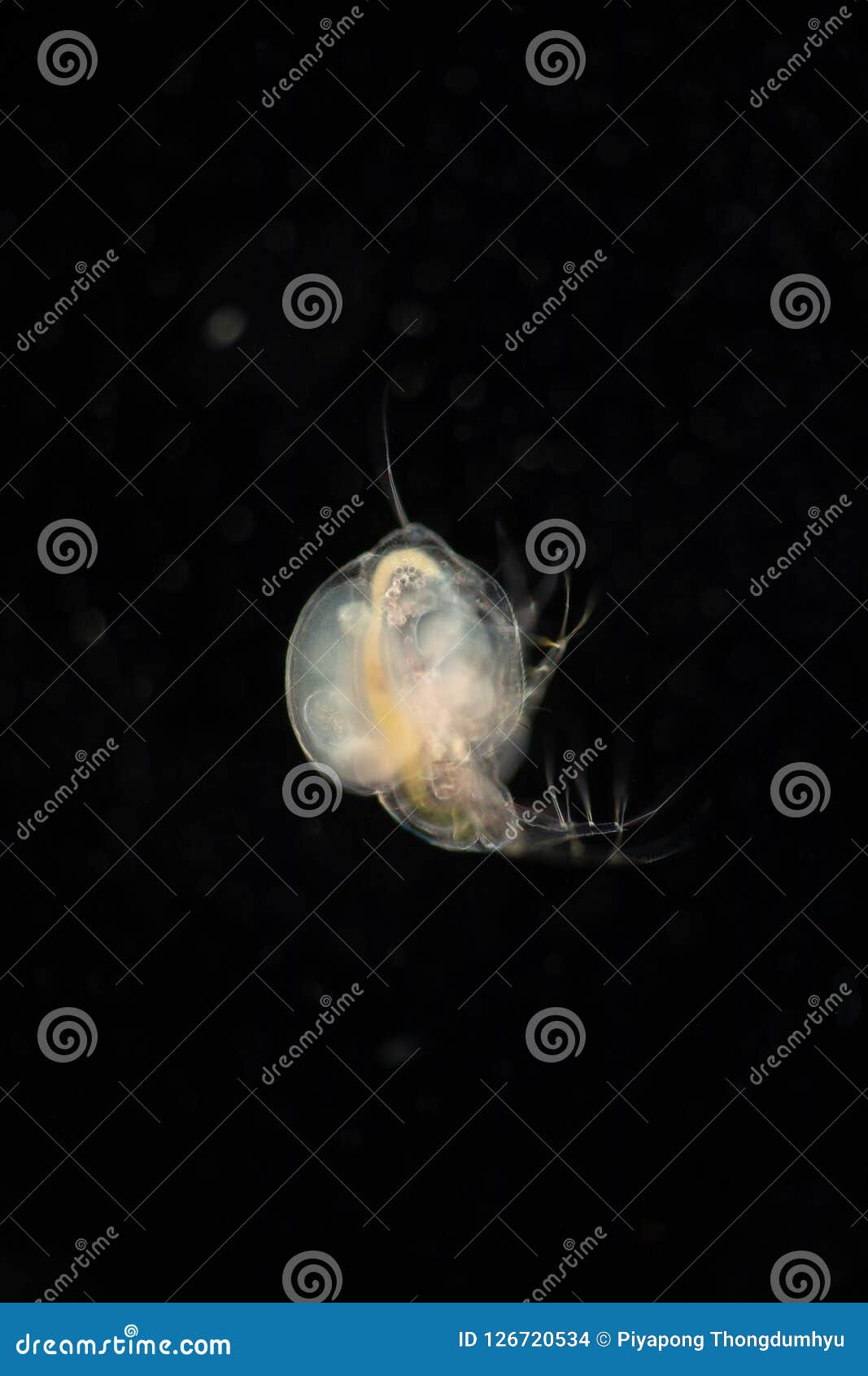 The Cladocera are an Order of Small Crustaceans Commonly Called Water ...