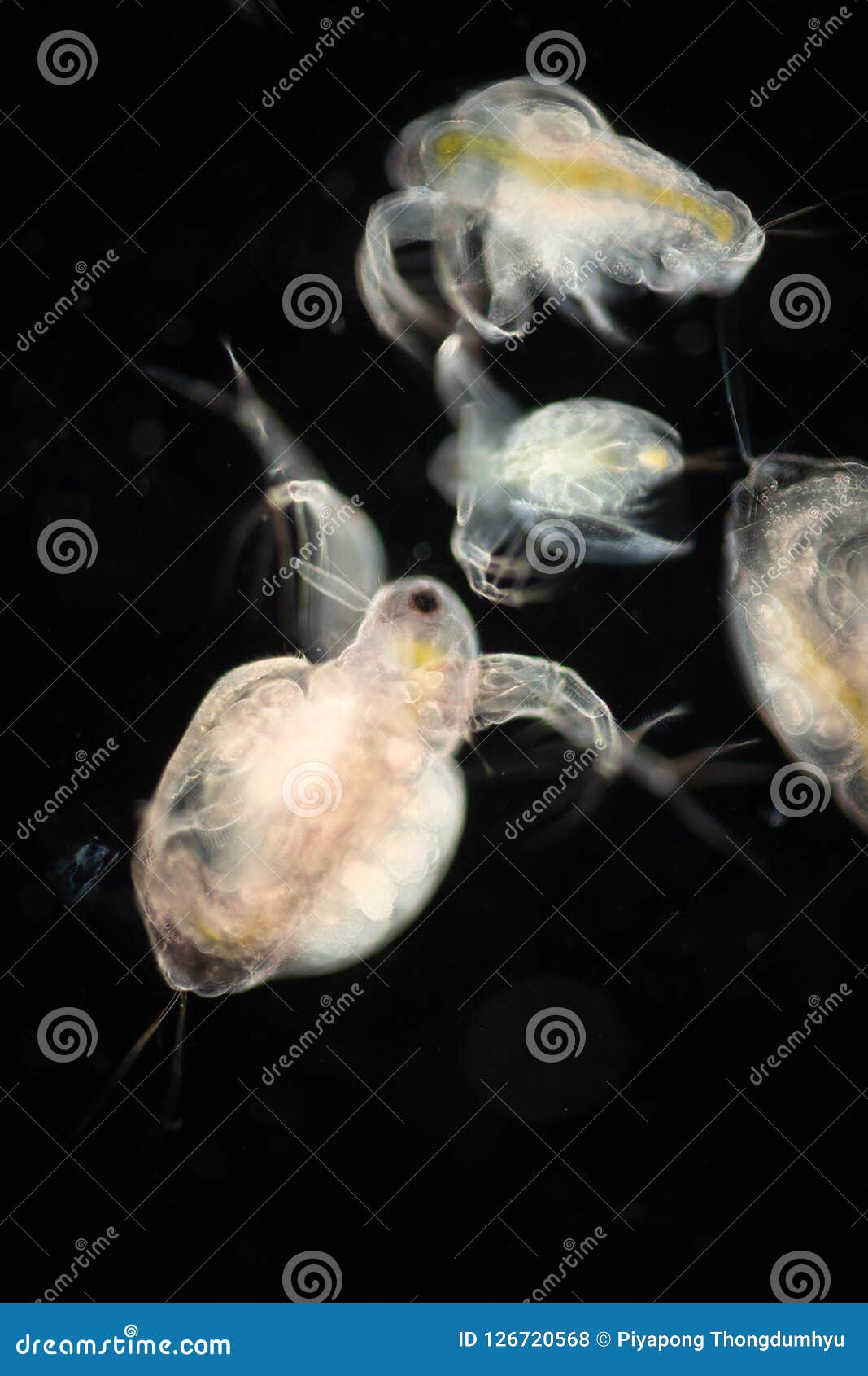 The Cladocera are an Order of Small Crustaceans Commonly Called Water ...