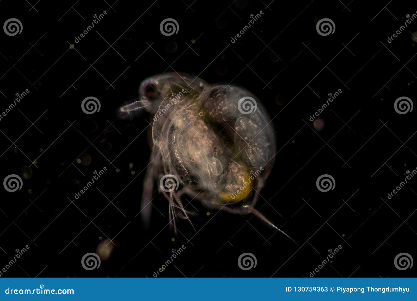 The Cladocera are an Order of Small Crustaceans Commonly Called Water ...