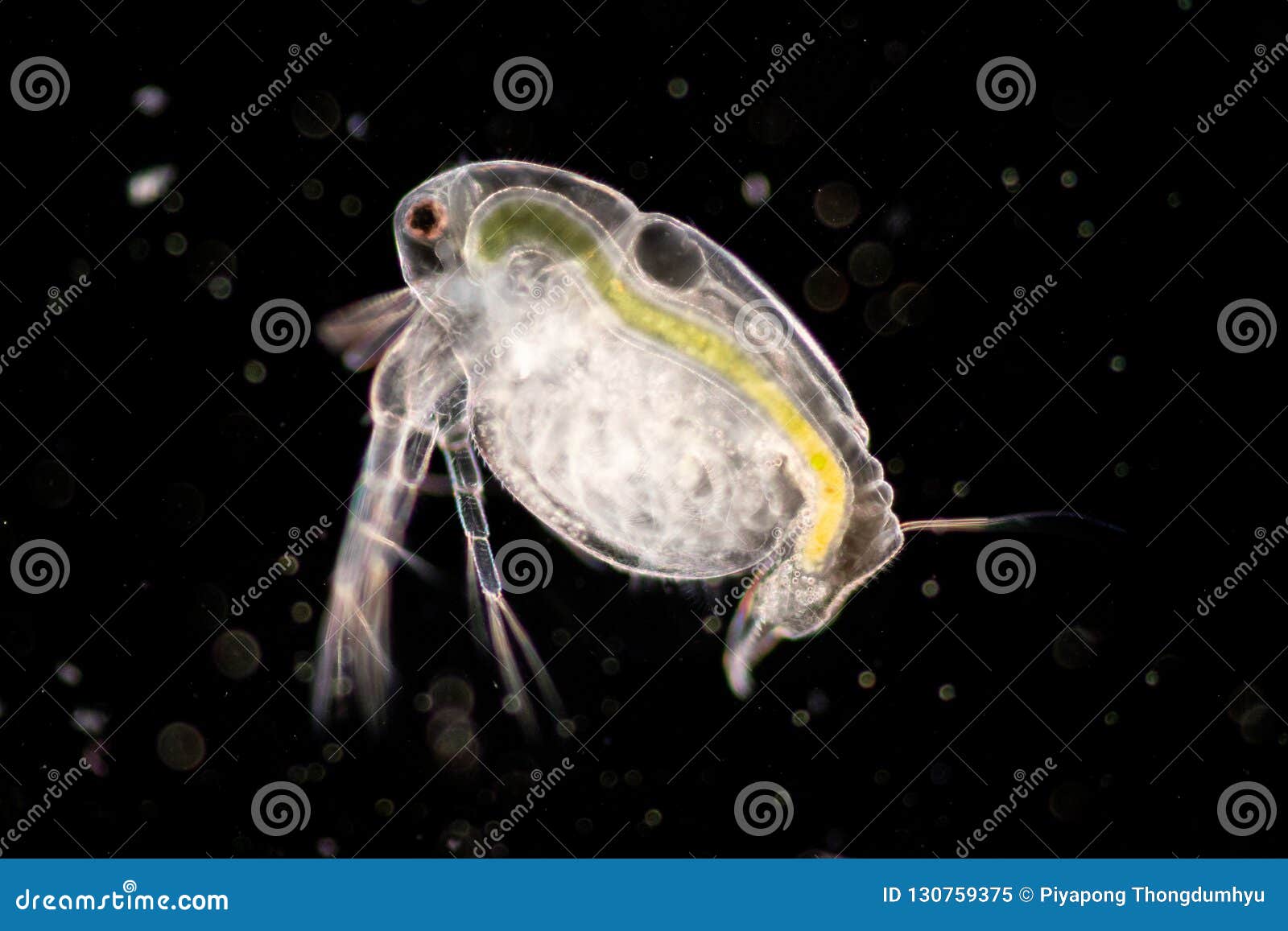 The Cladocera are an Order of Small Crustaceans Commonly Called Water ...