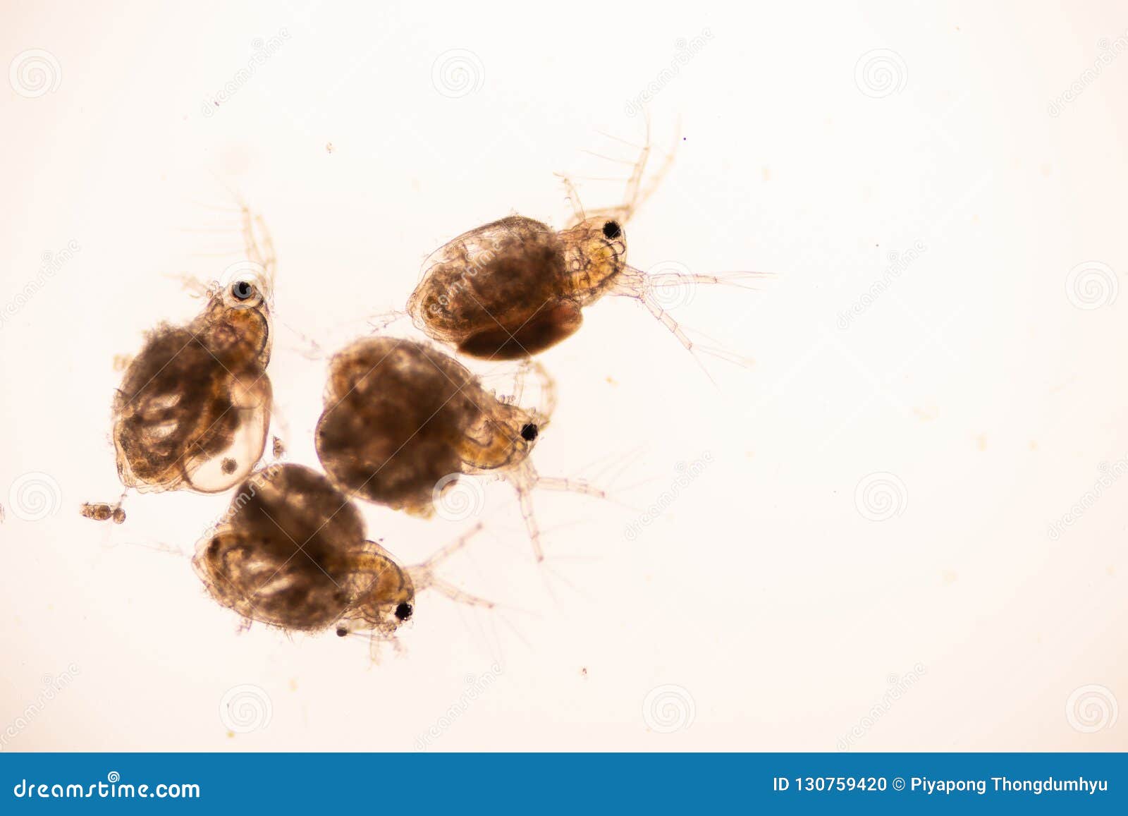 The Cladocera are an Order of Small Crustaceans Commonly Called Water ...