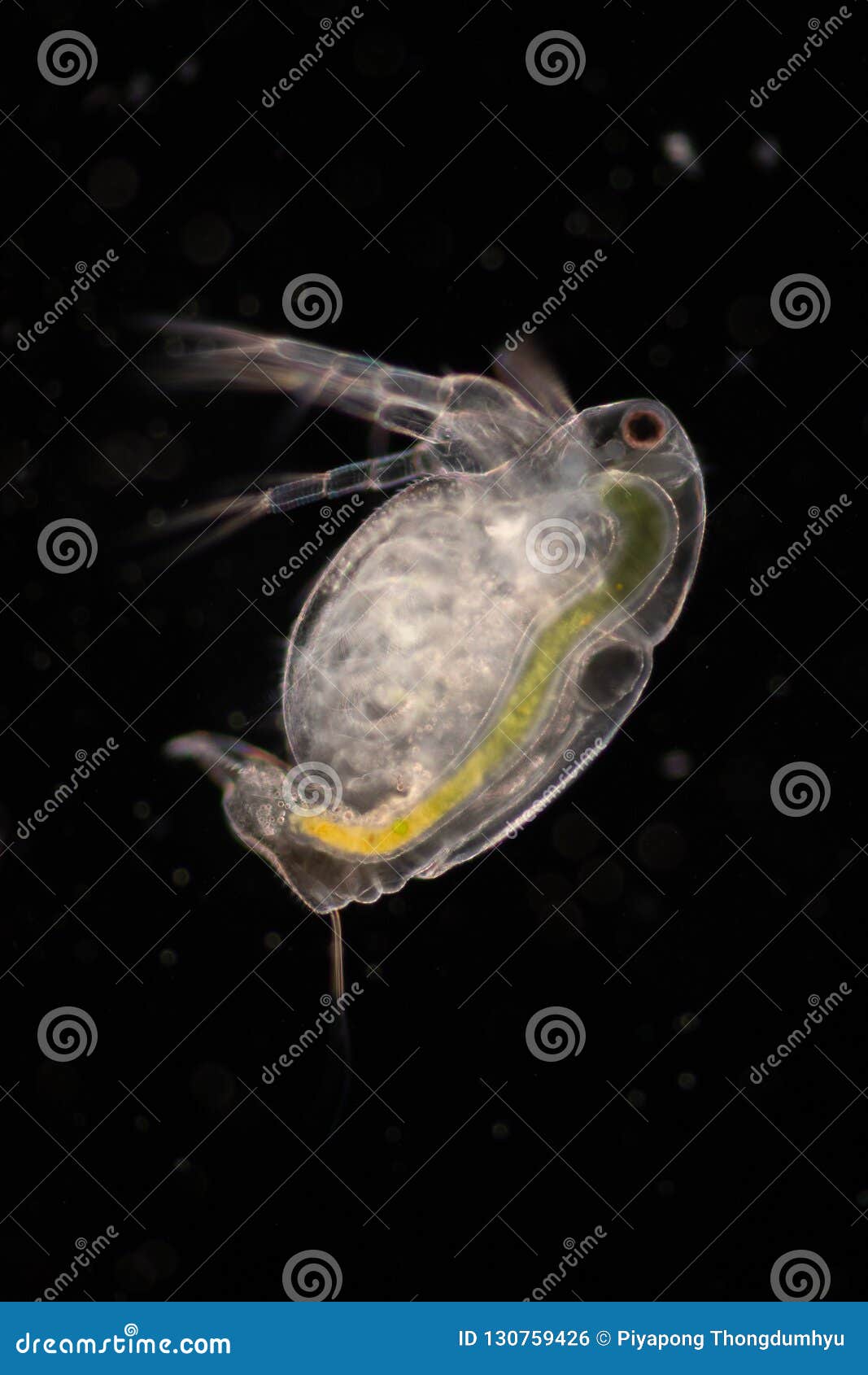 The Cladocera are an Order of Small Crustaceans Commonly Called Water ...