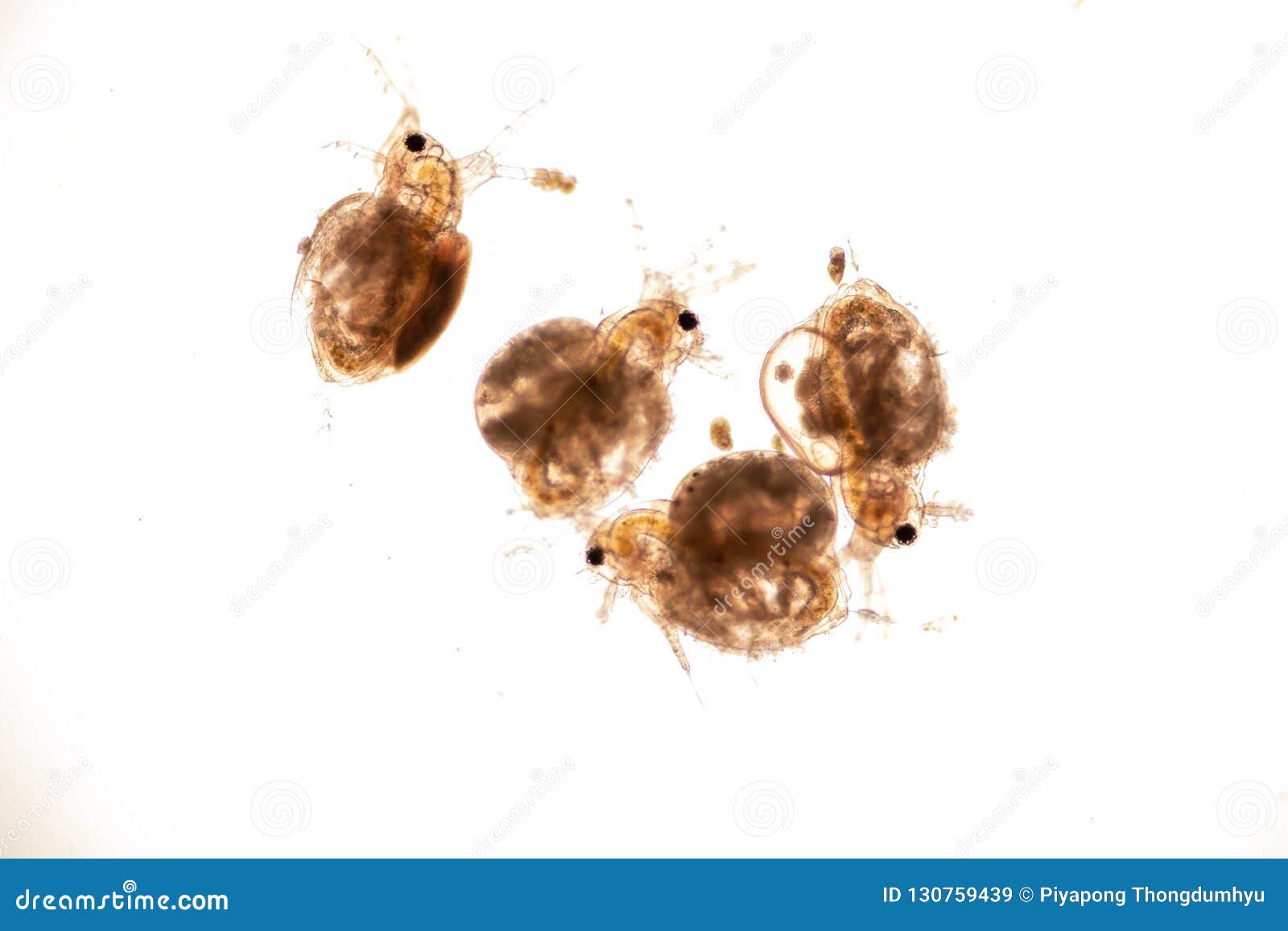 The Cladocera are an Order of Small Crustaceans Commonly Called Water ...