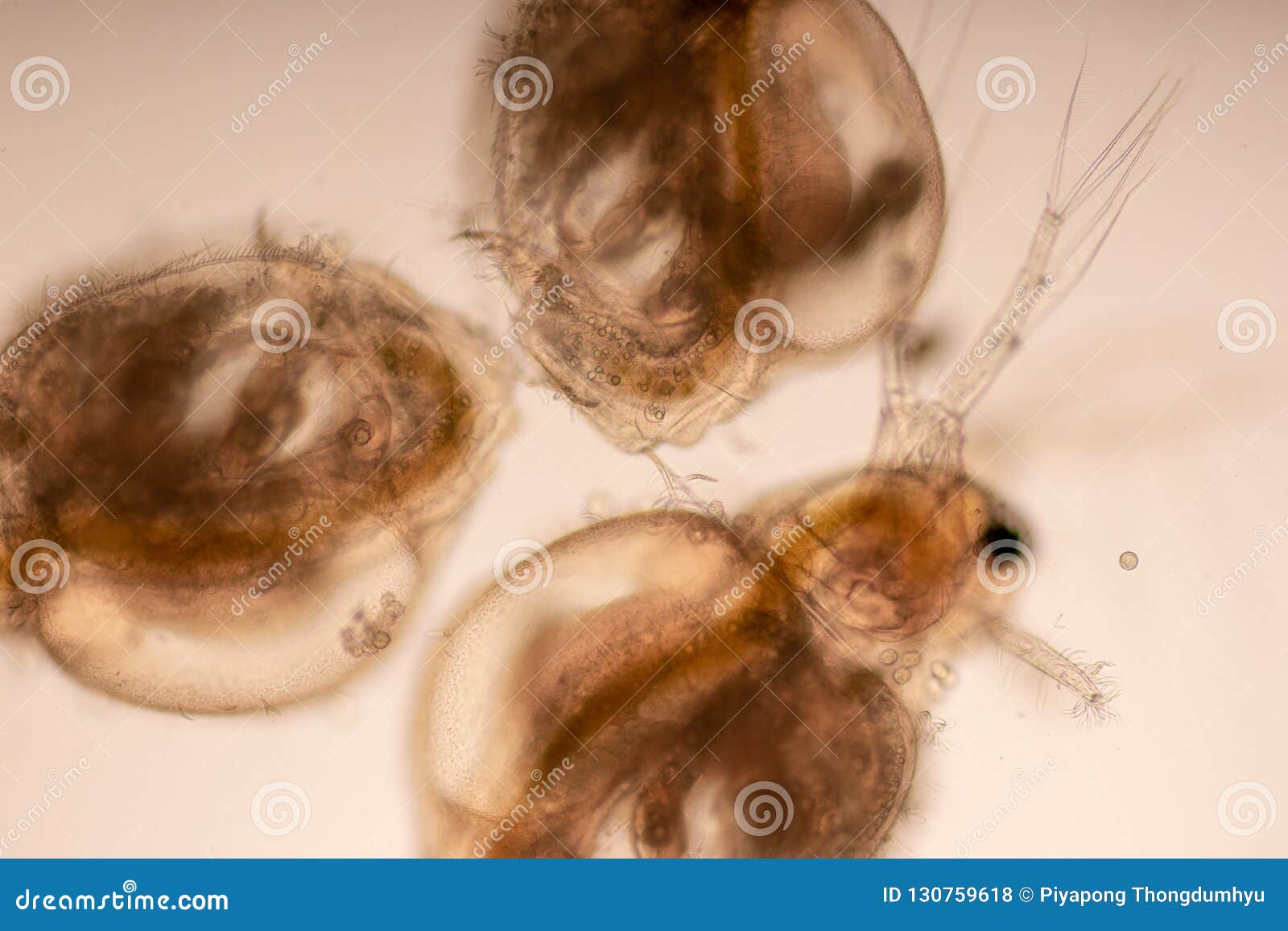 The Cladocera are an Order of Small Crustaceans Commonly Called Water ...