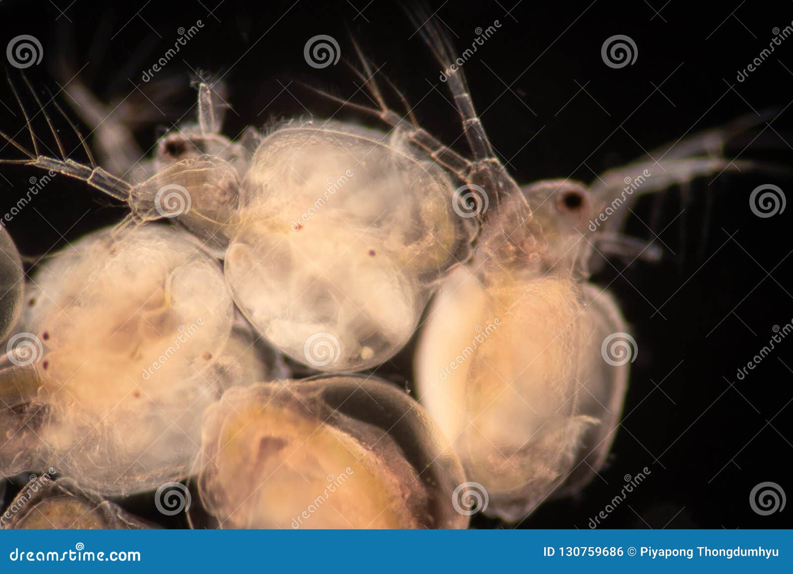 The Cladocera are an Order of Small Crustaceans Commonly Called Water ...