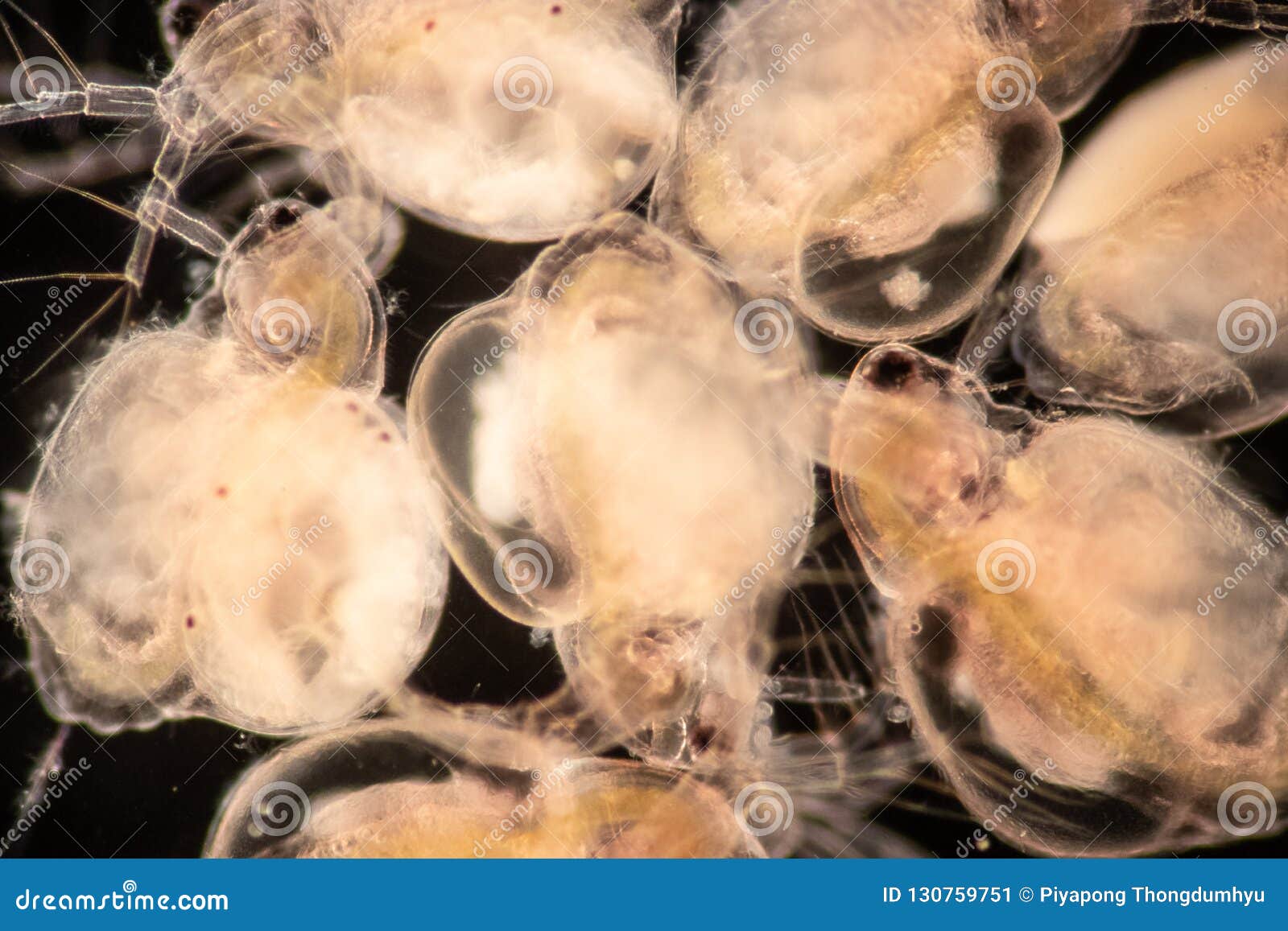 The Cladocera are an Order of Small Crustaceans Commonly Called Water ...