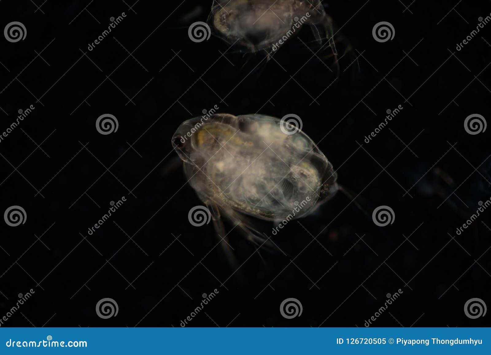 The Cladocera are an Order of Small Crustaceans Commonly Called Water ...