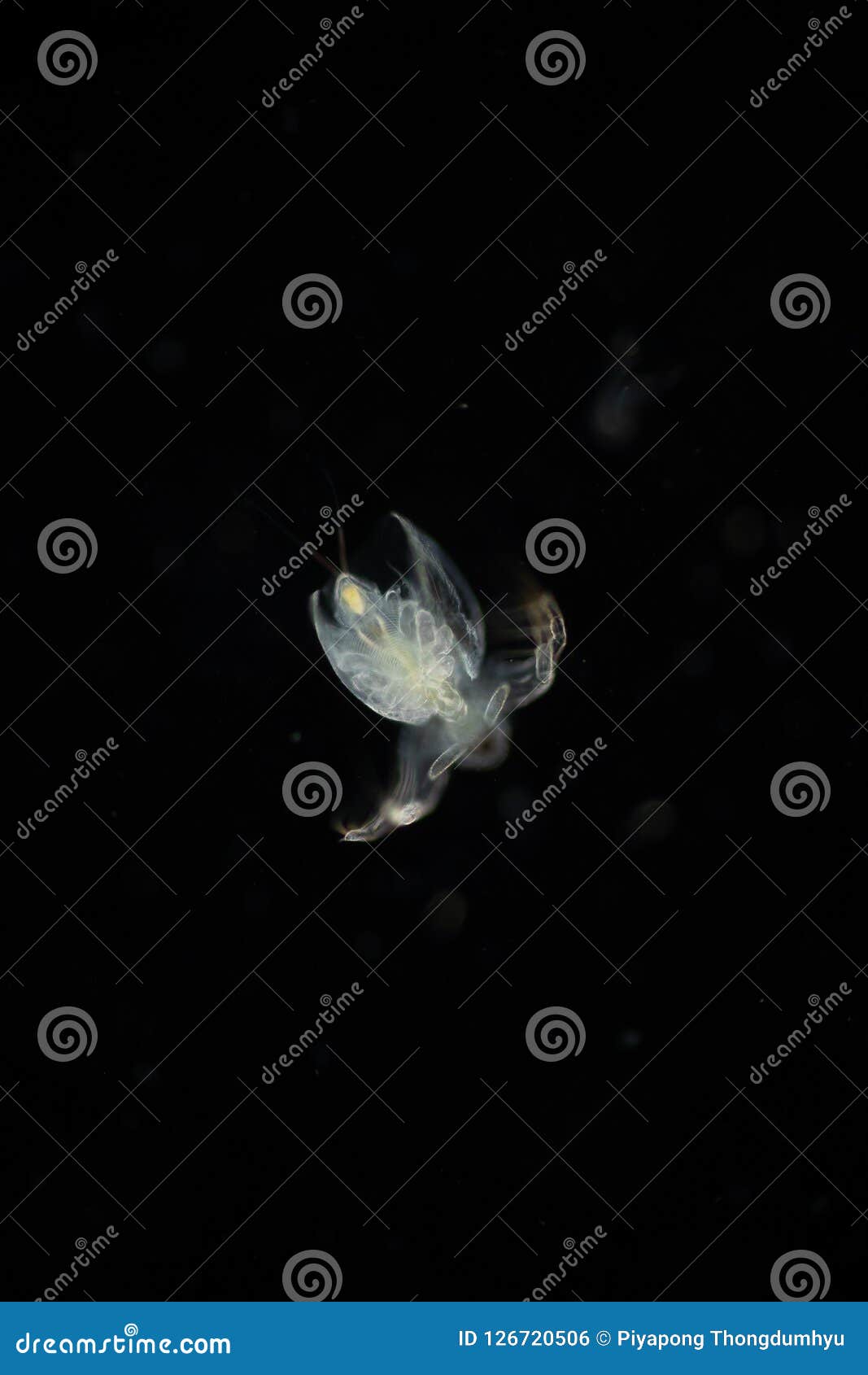 The Cladocera are an Order of Small Crustaceans Commonly Called Water ...