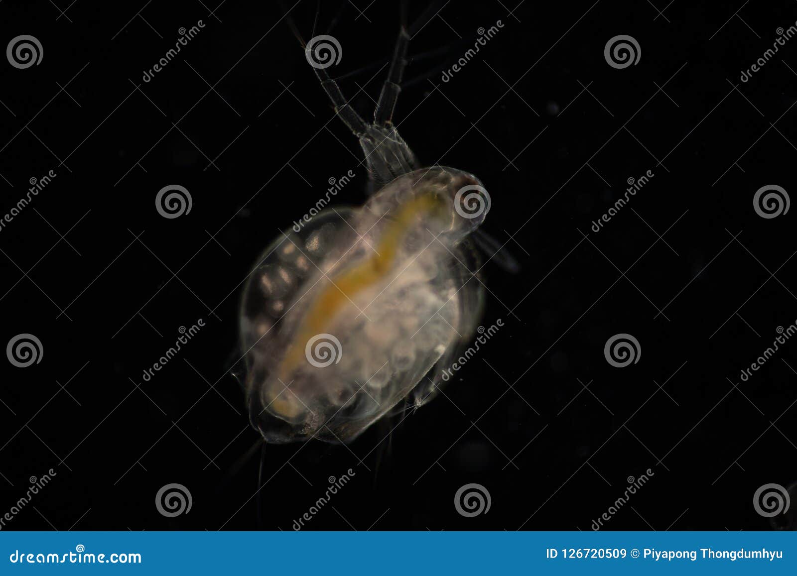 The Cladocera are an Order of Small Crustaceans Commonly Called Water ...