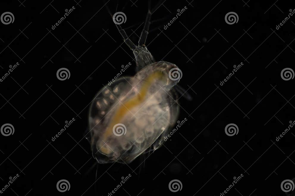 The Cladocera are an Order of Small Crustaceans Commonly Called Water ...