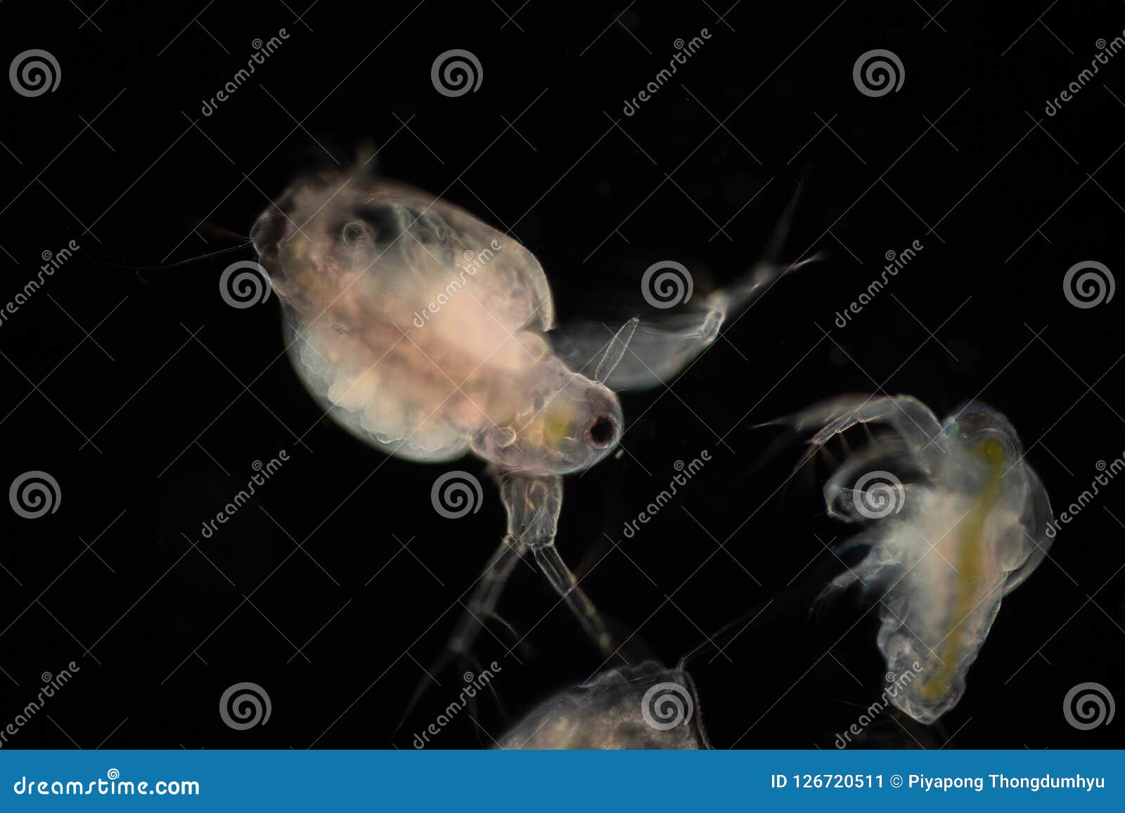 The Cladocera are an Order of Small Crustaceans Commonly Called Water ...