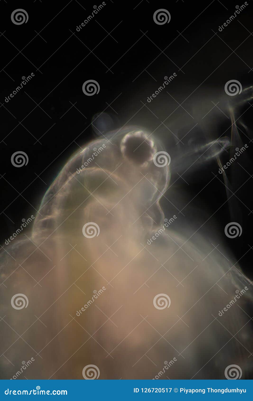 The Cladocera are an Order of Small Crustaceans Commonly Called Water ...