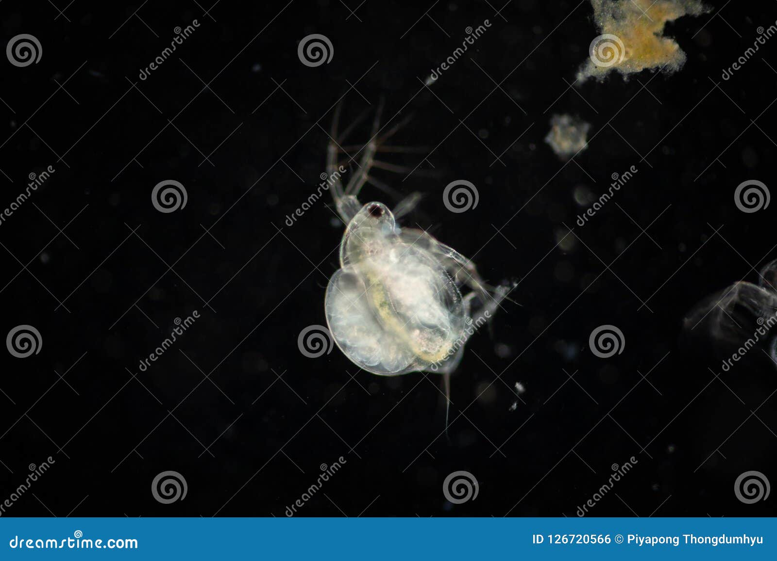 The Cladocera are an Order of Small Crustaceans Commonly Called Water ...