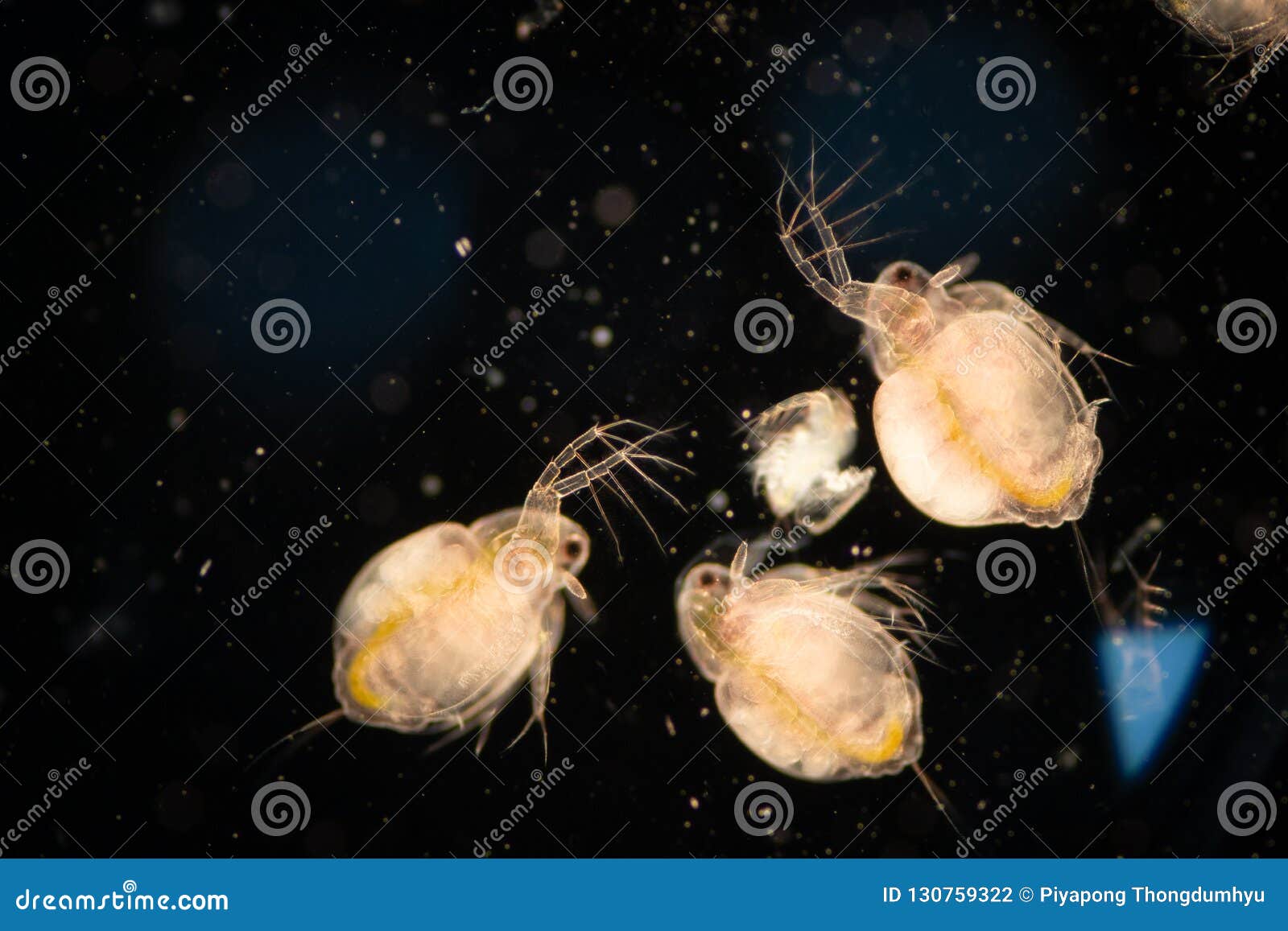 The Cladocera are an Order of Small Crustaceans Commonly Called Water ...
