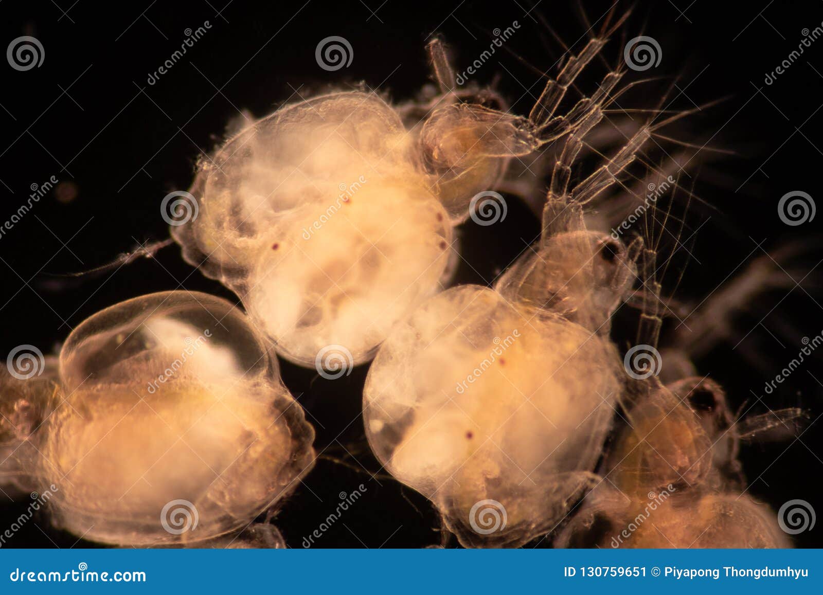 The Cladocera are an Order of Small Crustaceans Commonly Called Water ...