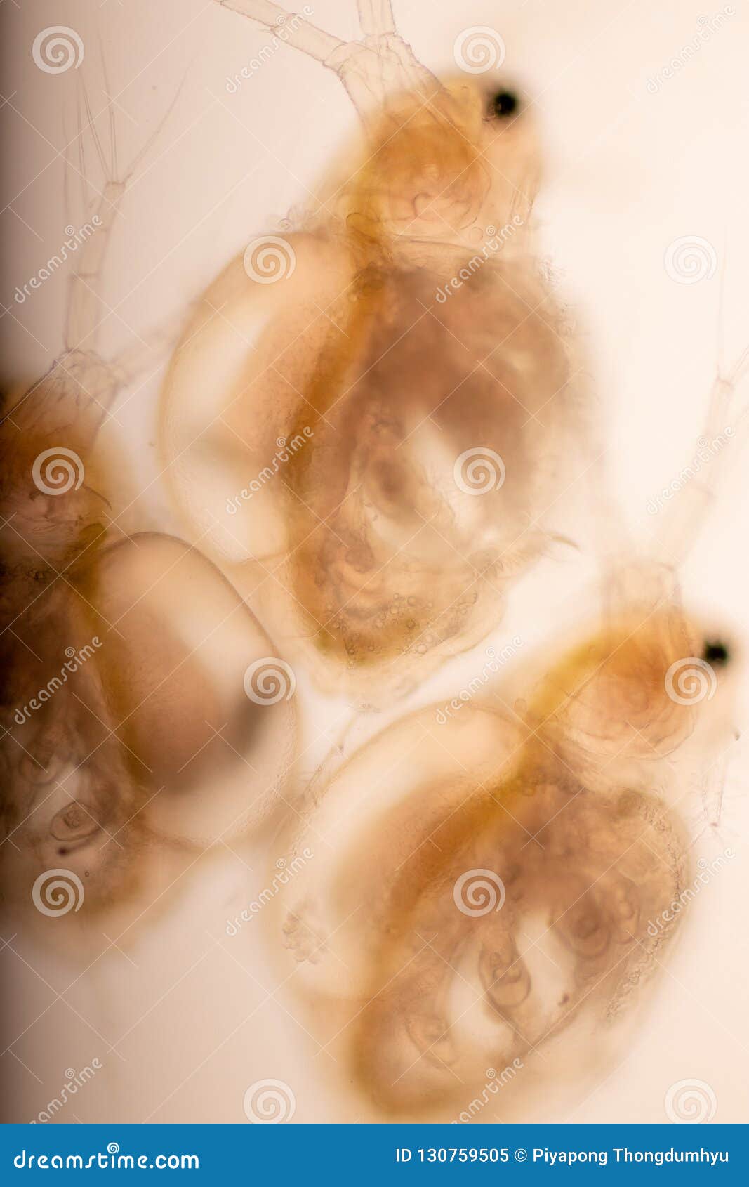 The Cladocera are an Order of Small Crustaceans Commonly Called Water ...