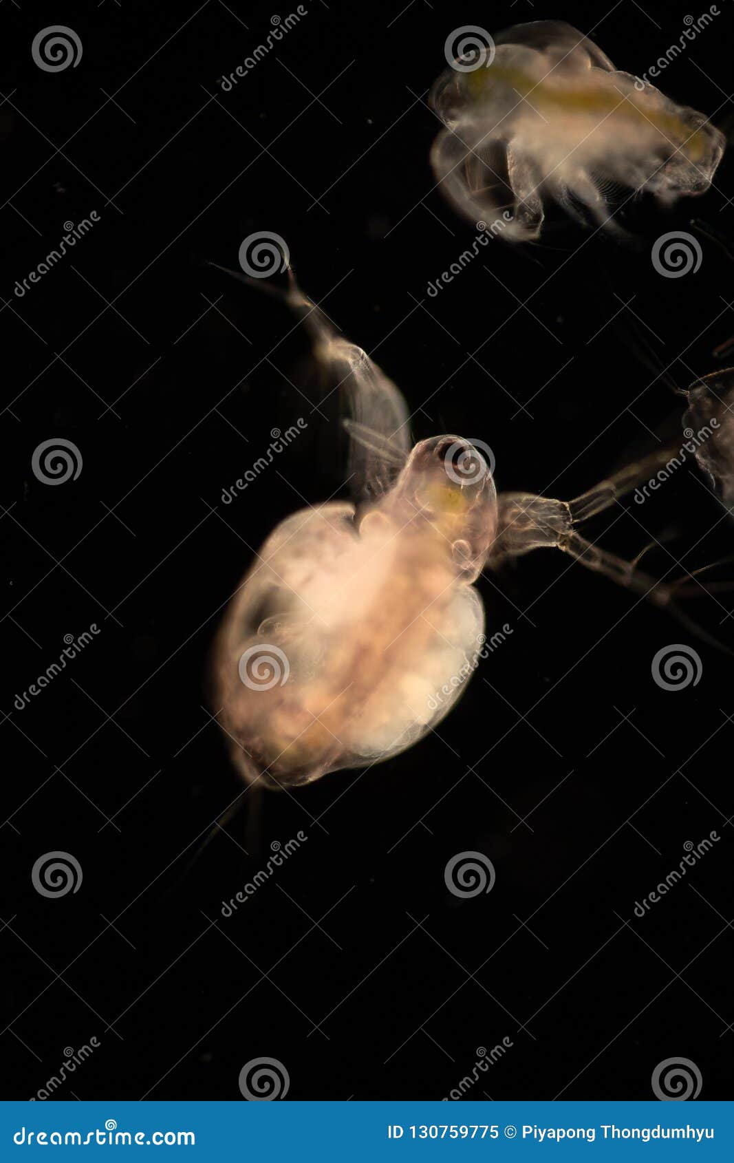 The Cladocera are an Order of Small Crustaceans Commonly Called Water ...