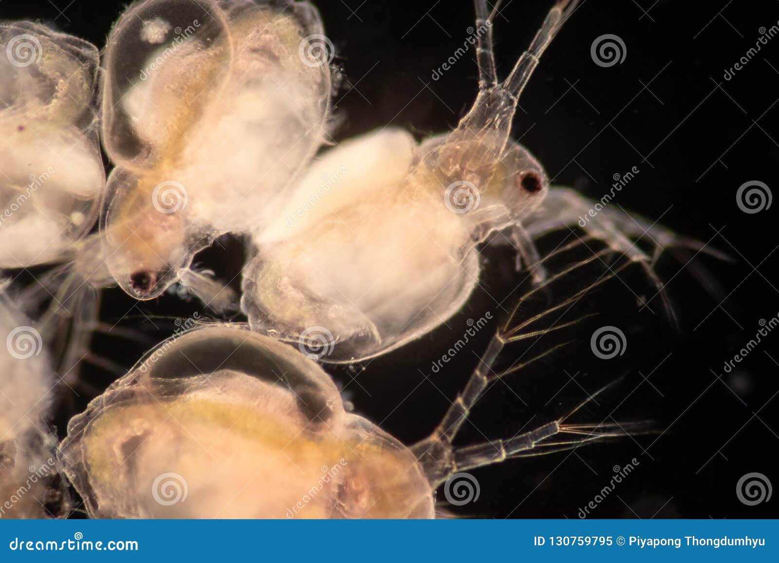 The Cladocera are an Order of Small Crustaceans Commonly Called Water ...