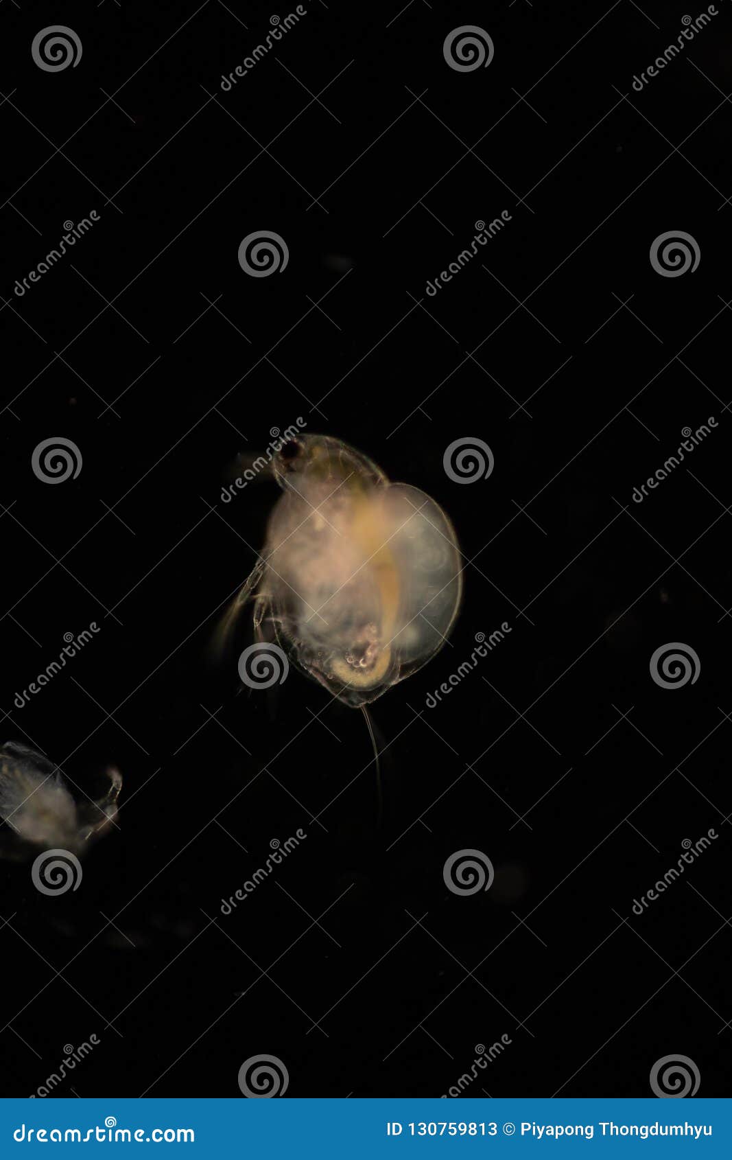 The Cladocera are an Order of Small Crustaceans Commonly Called Water ...