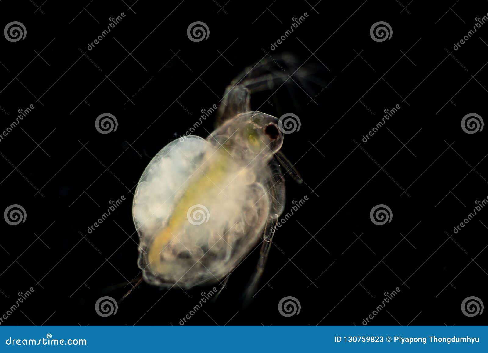 The Cladocera are an Order of Small Crustaceans Commonly Called Water ...