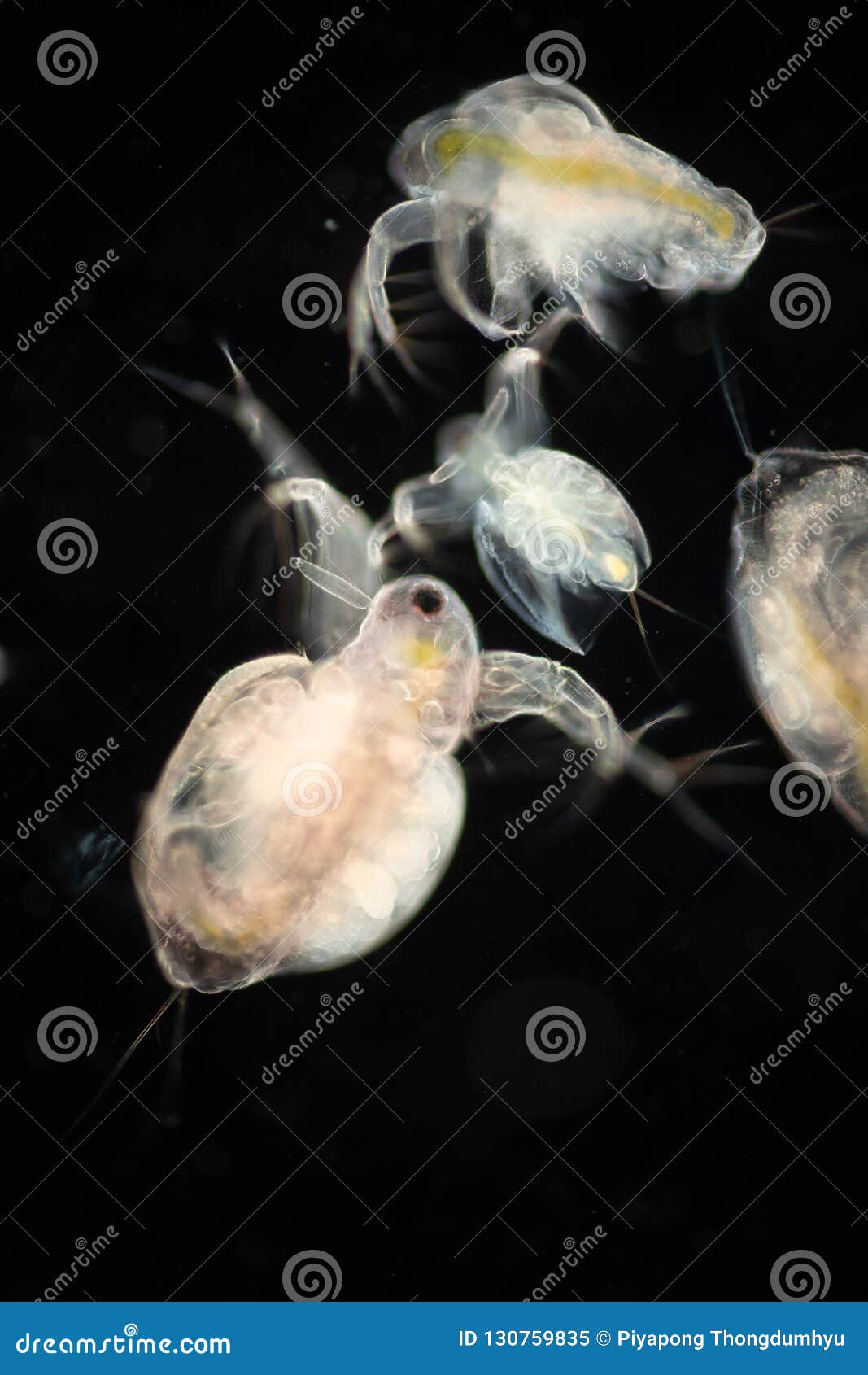 The Cladocera are an Order of Small Crustaceans Commonly Called Water ...