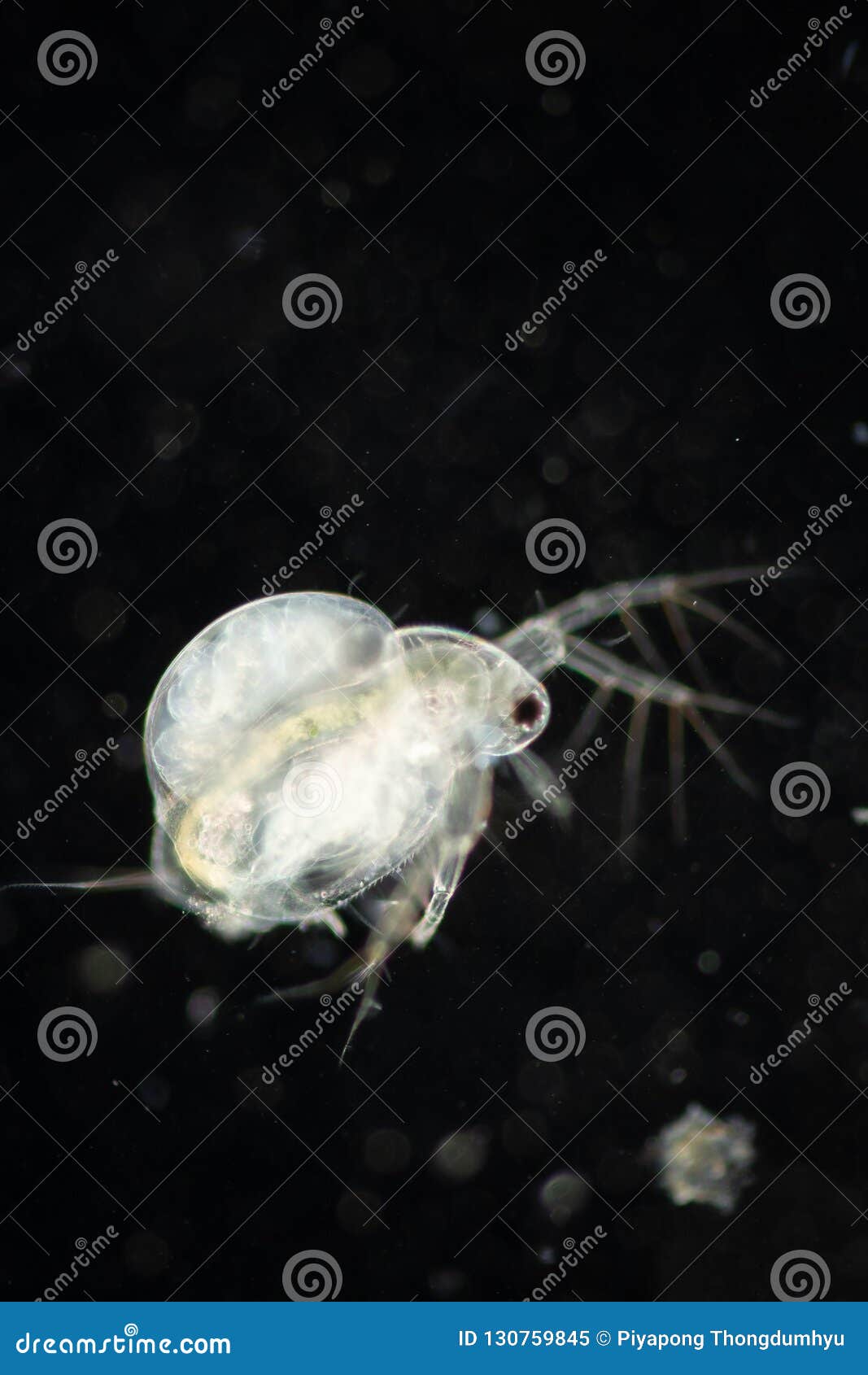The Cladocera are an Order of Small Crustaceans Commonly Called Water ...