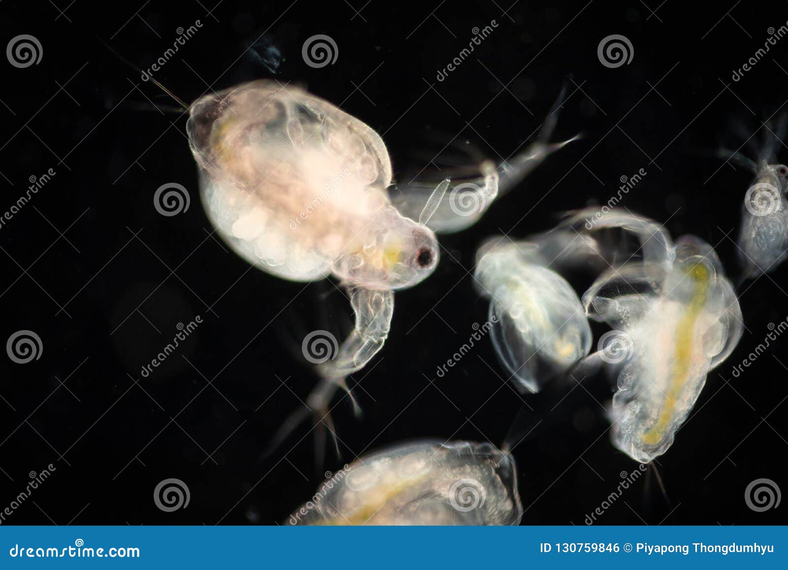 The Cladocera are an Order of Small Crustaceans Commonly Called Water ...
