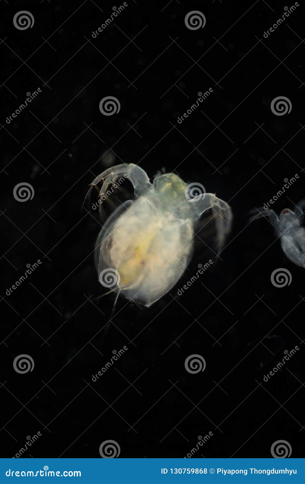 The Cladocera are an Order of Small Crustaceans Commonly Called Water ...