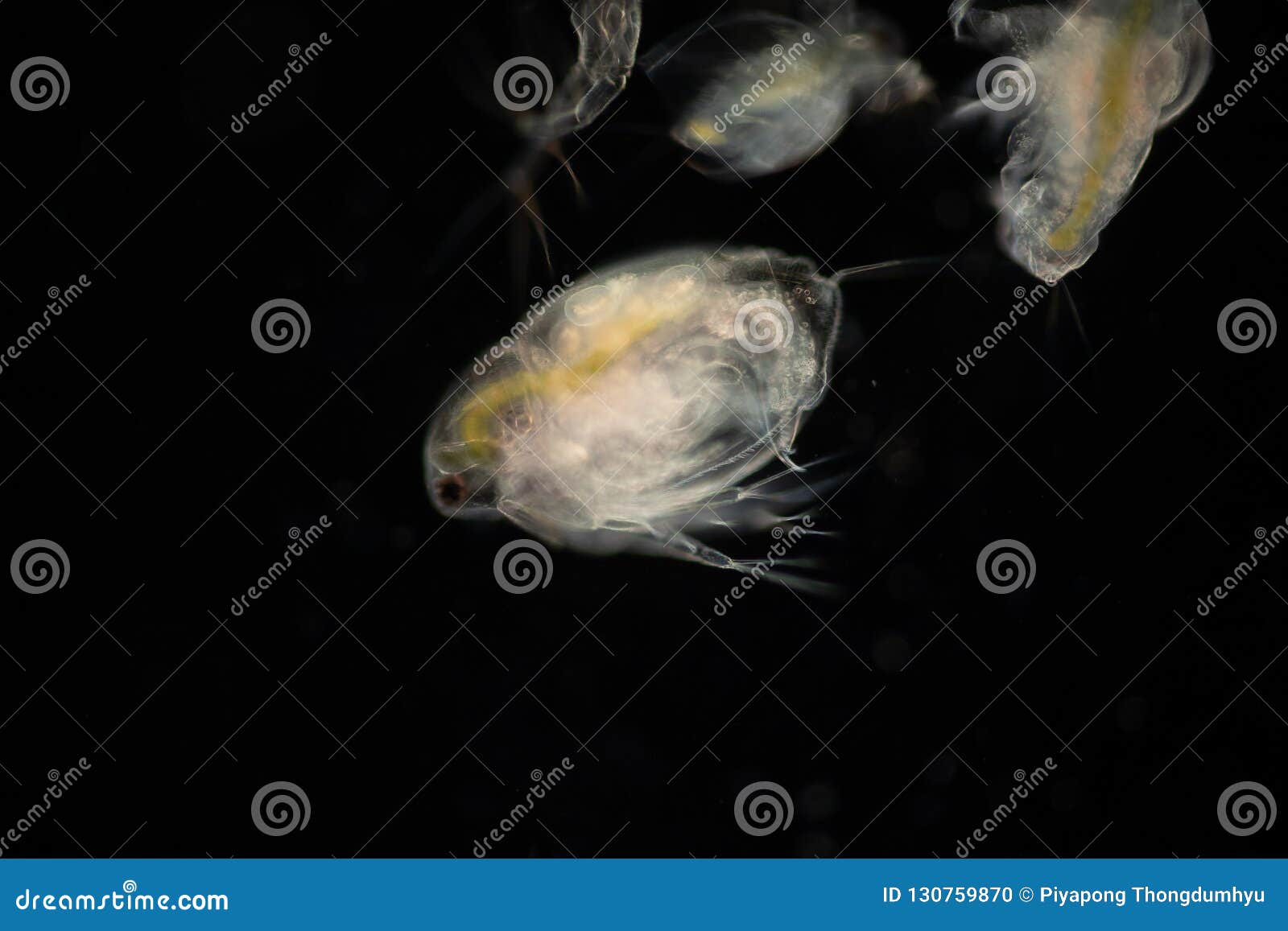 The Cladocera are an Order of Small Crustaceans Commonly Called Water ...