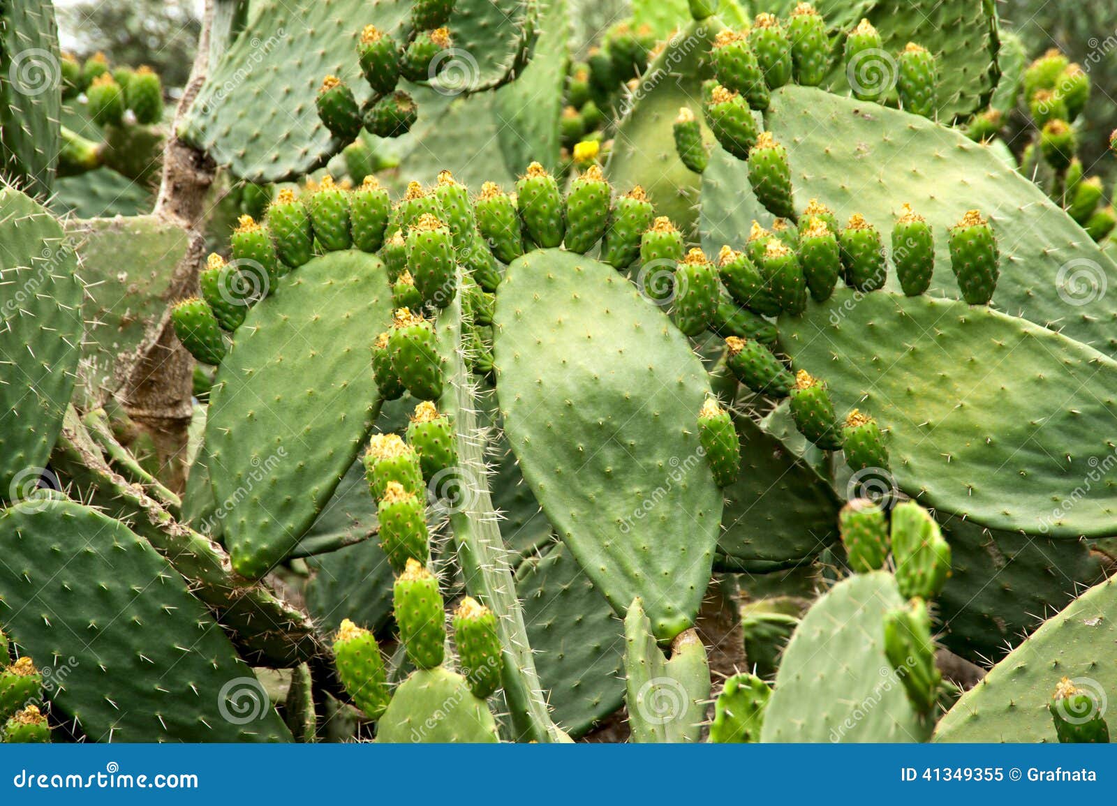 Cladodes Redondeados Plano Verde Del Cactus De La Opuntia Imagen de ...