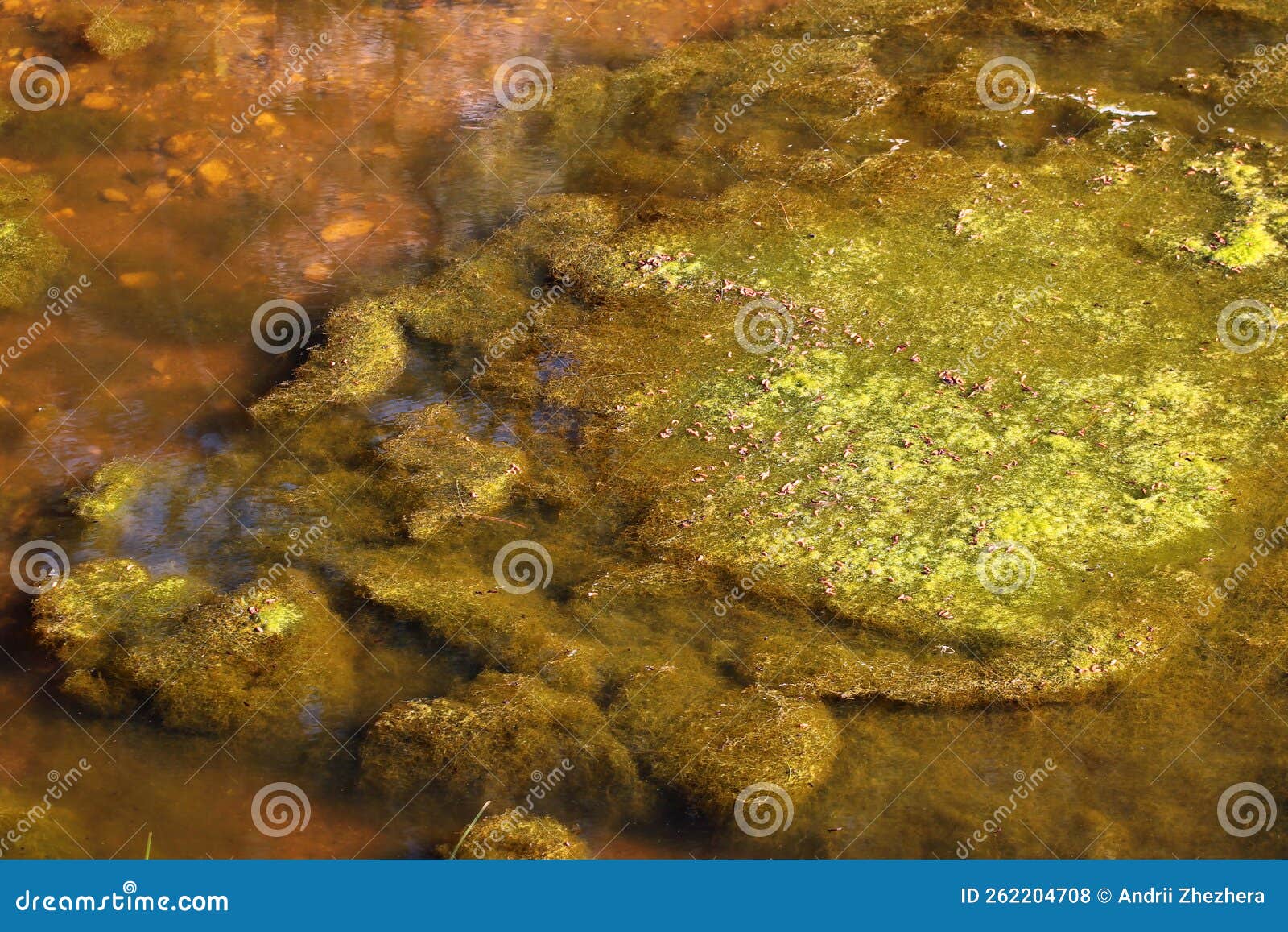 Cladophora Sp. Algae Under Microscopic View, Green Algae Royalty-Free ... Cladophora Sp. Algae Under Microscopic View, Green Algae Royalty-Free ...