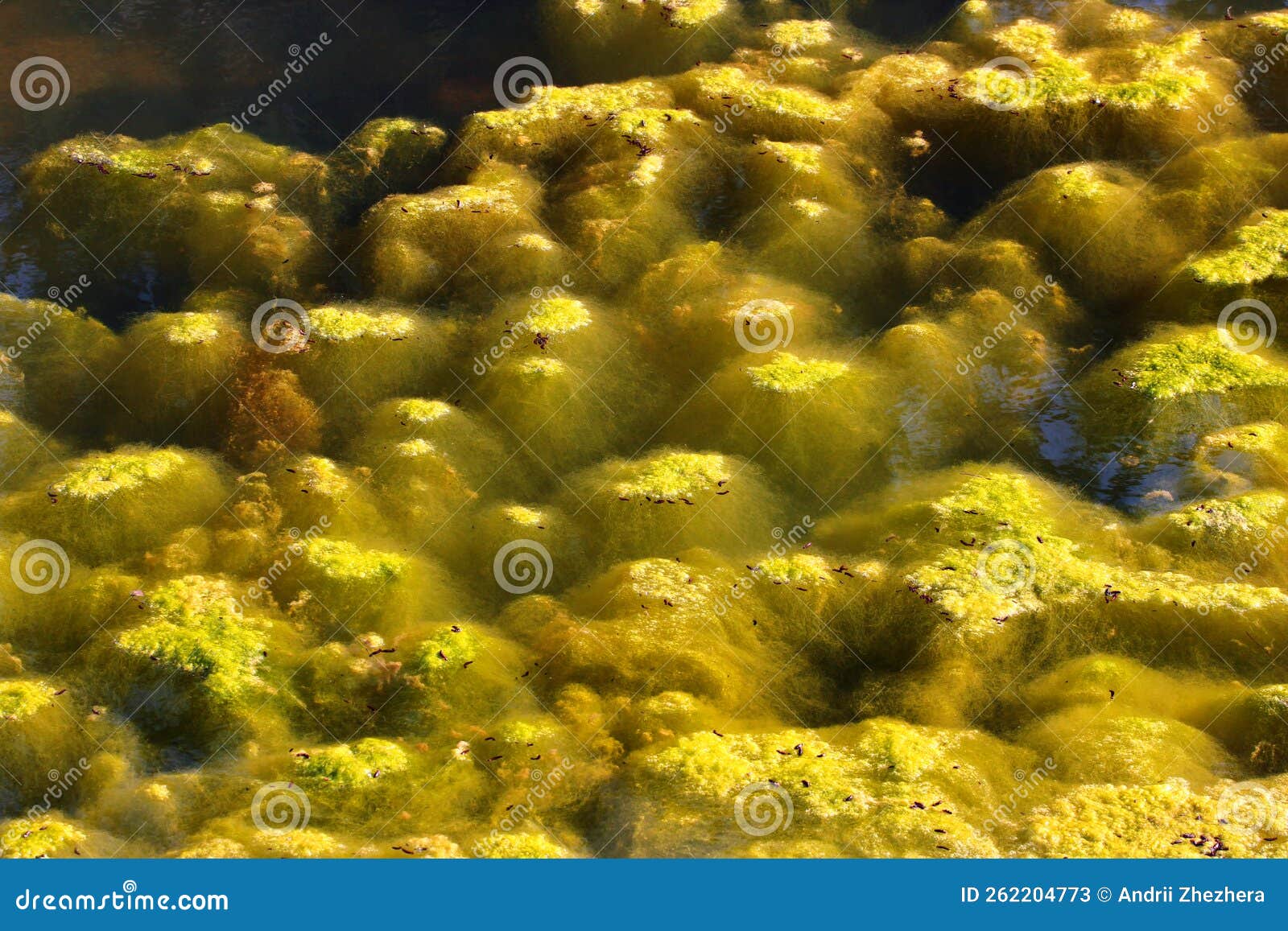 Cladophora Green Algae on a Pond`s Surface Stock Image - Image of ...