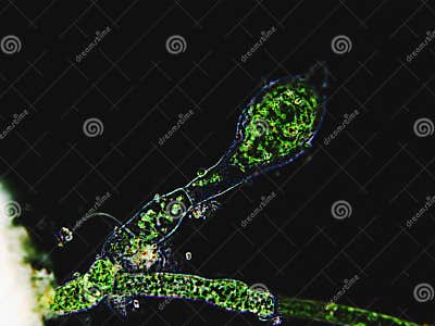 Cladophora Sp. Algae Under Microscopic View, Dark Background ...