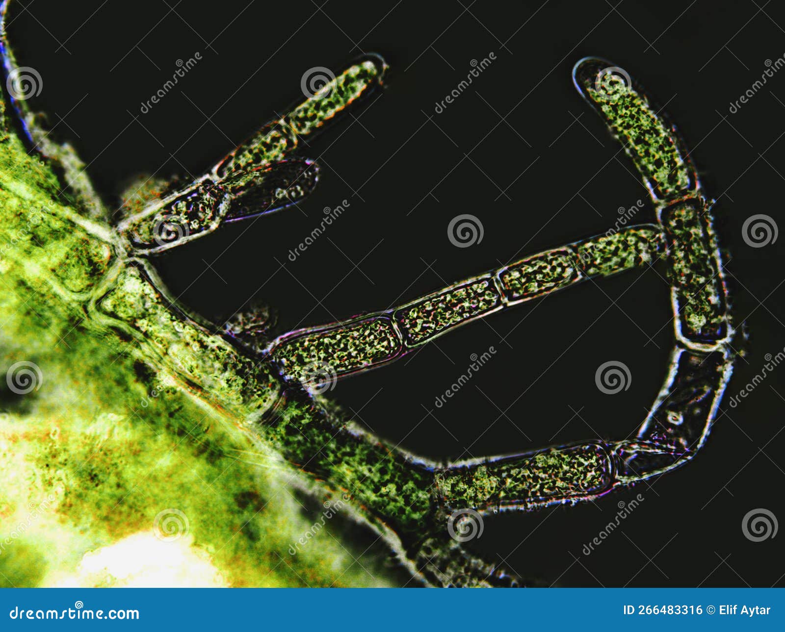 Cladophora Sp. Algae Under Microscopic View, Filamentous Green Algae ...