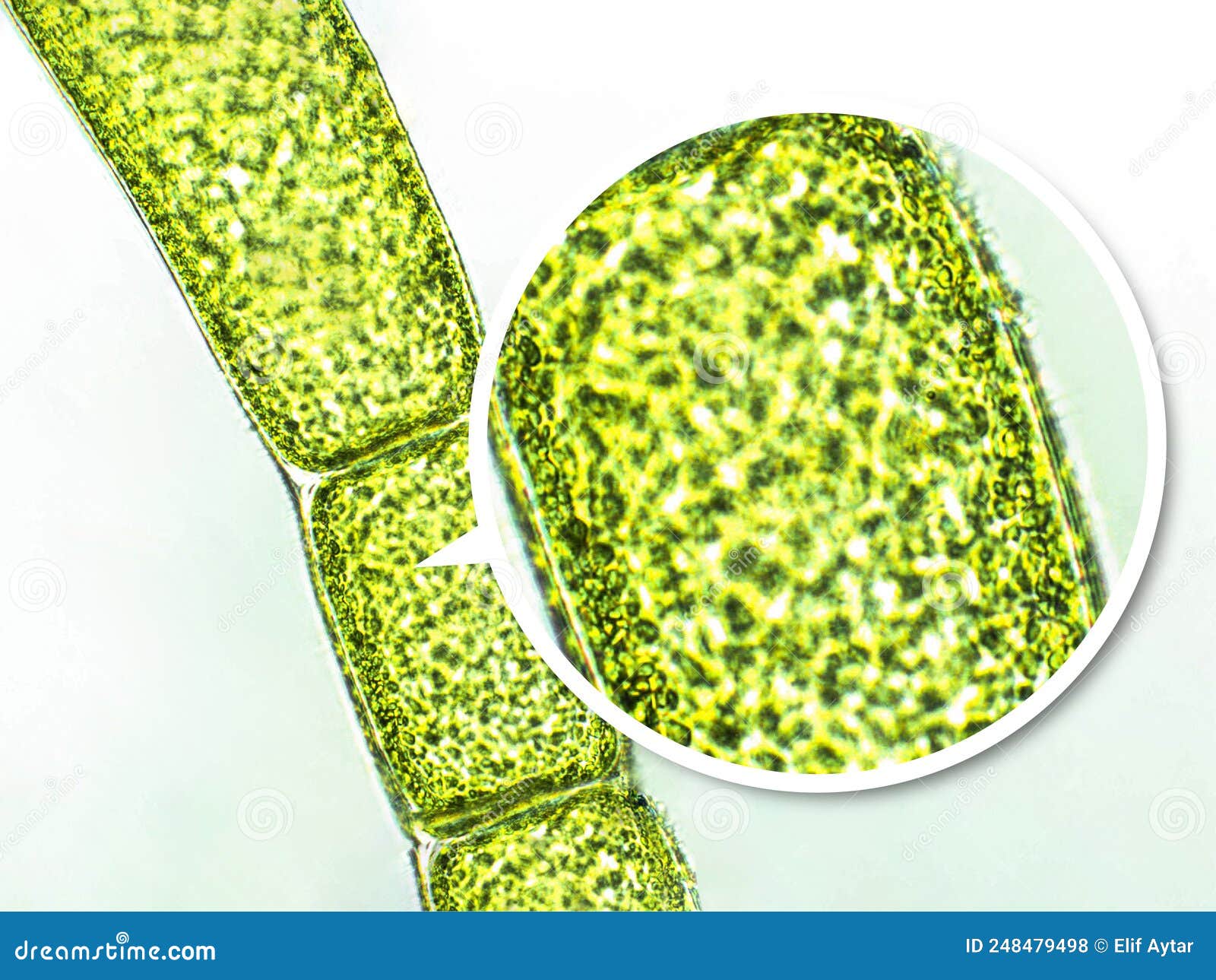 Cladophora Sp. Green Algae Under Microscopic View Stock Photo - Image ...