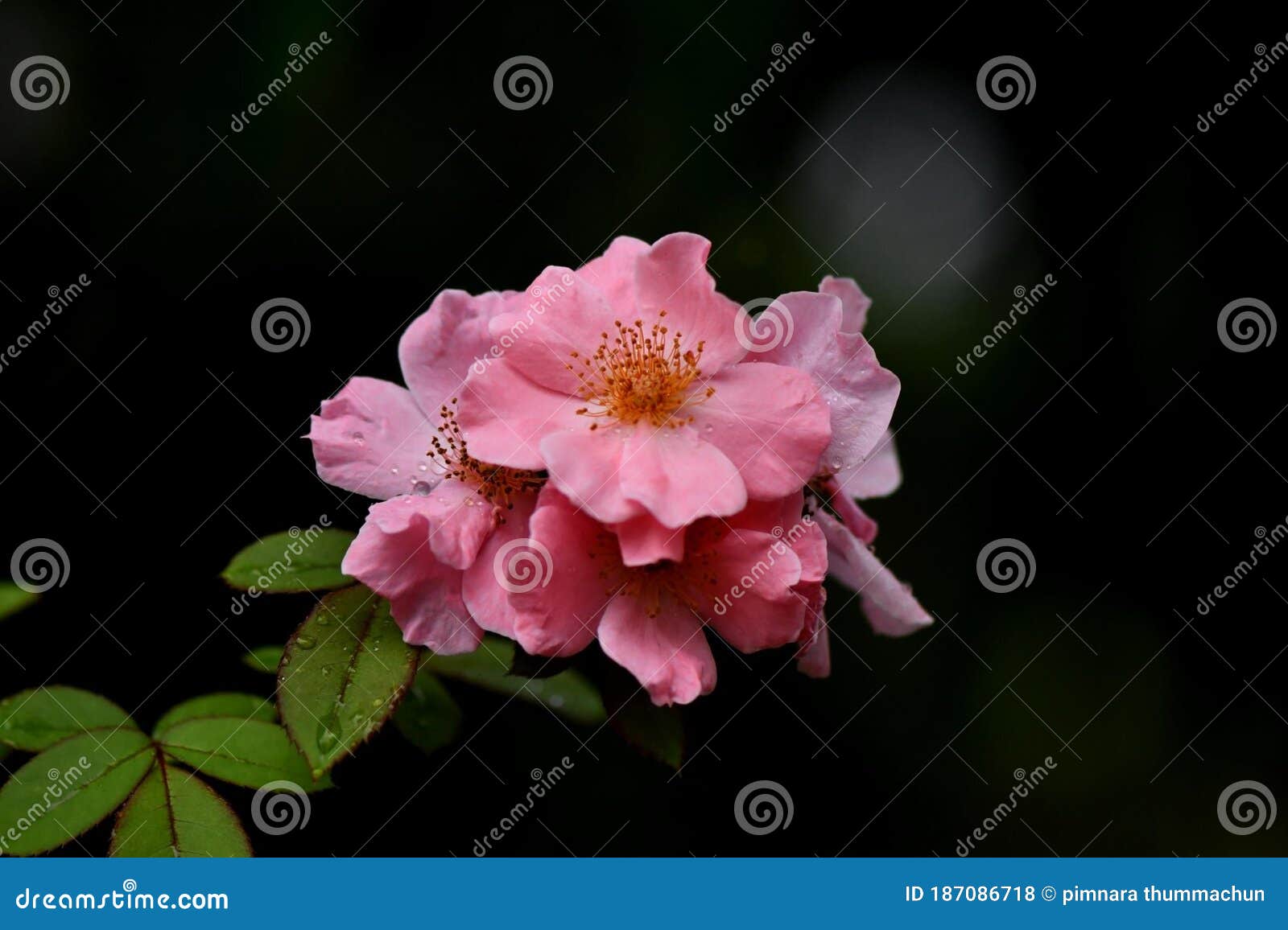 Clair Matin rose stock photo. Image of plant, clair - 187086718