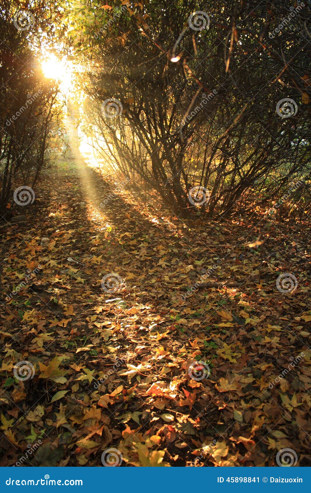 Clairière de forêt image stock. Image du orange, nature - 45898841