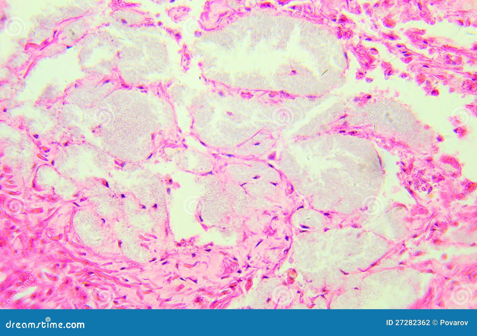 Gill under the microscope stock photo. Image of gill - 27282362